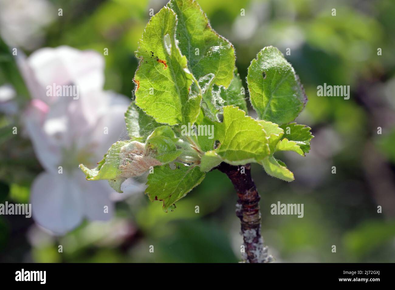 Buds, flowers, young leaves of apple trees damaged by the parasite ...