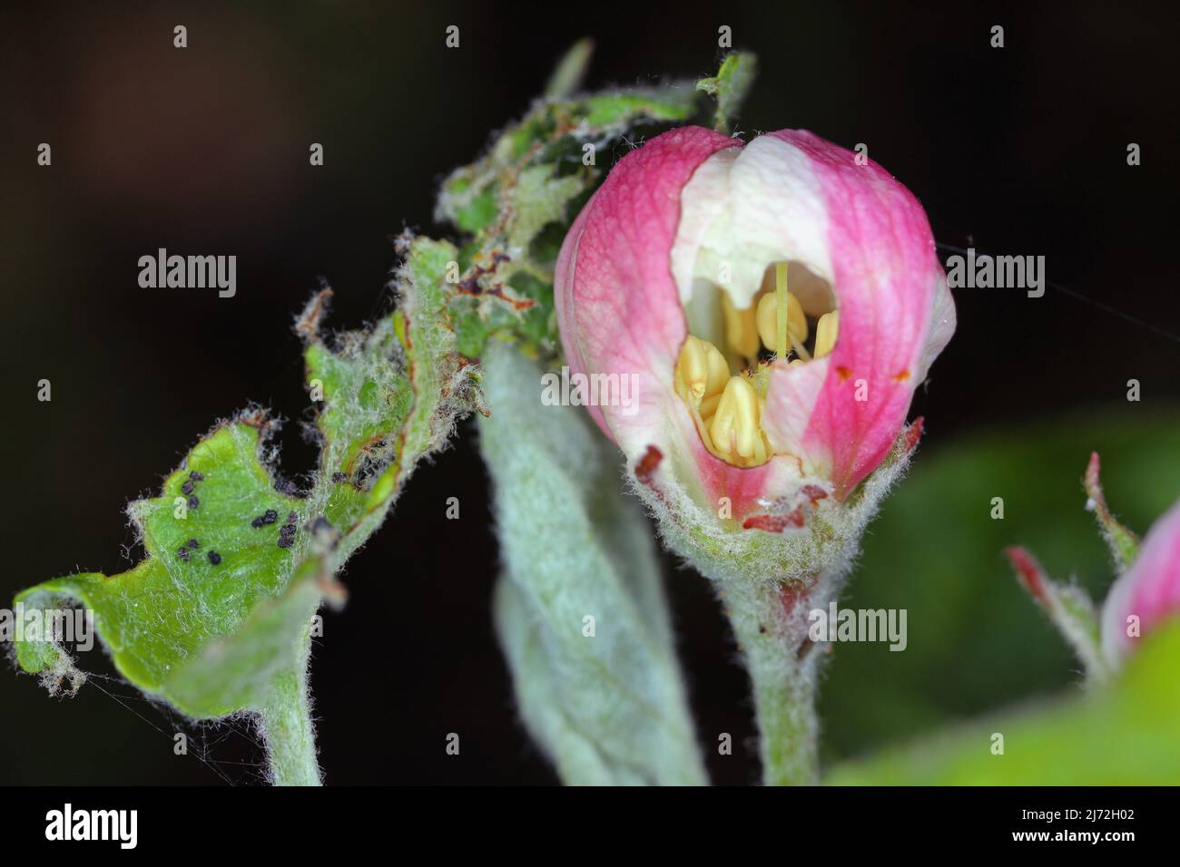 Buds, flowers, young leaves of apple trees damaged by the parasite ...
