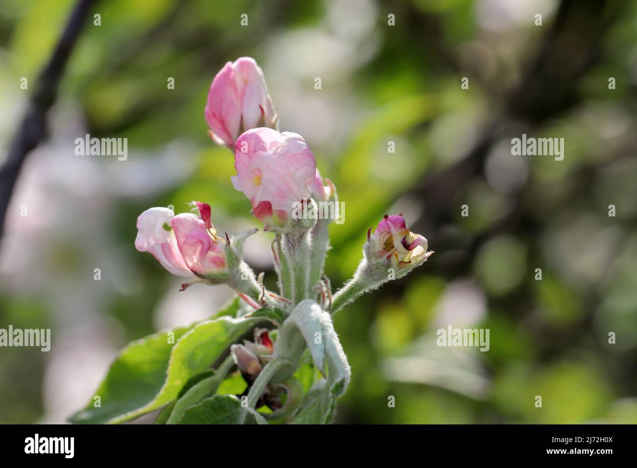 Buds, flowers, young leaves of apple trees damaged by the parasite ...
