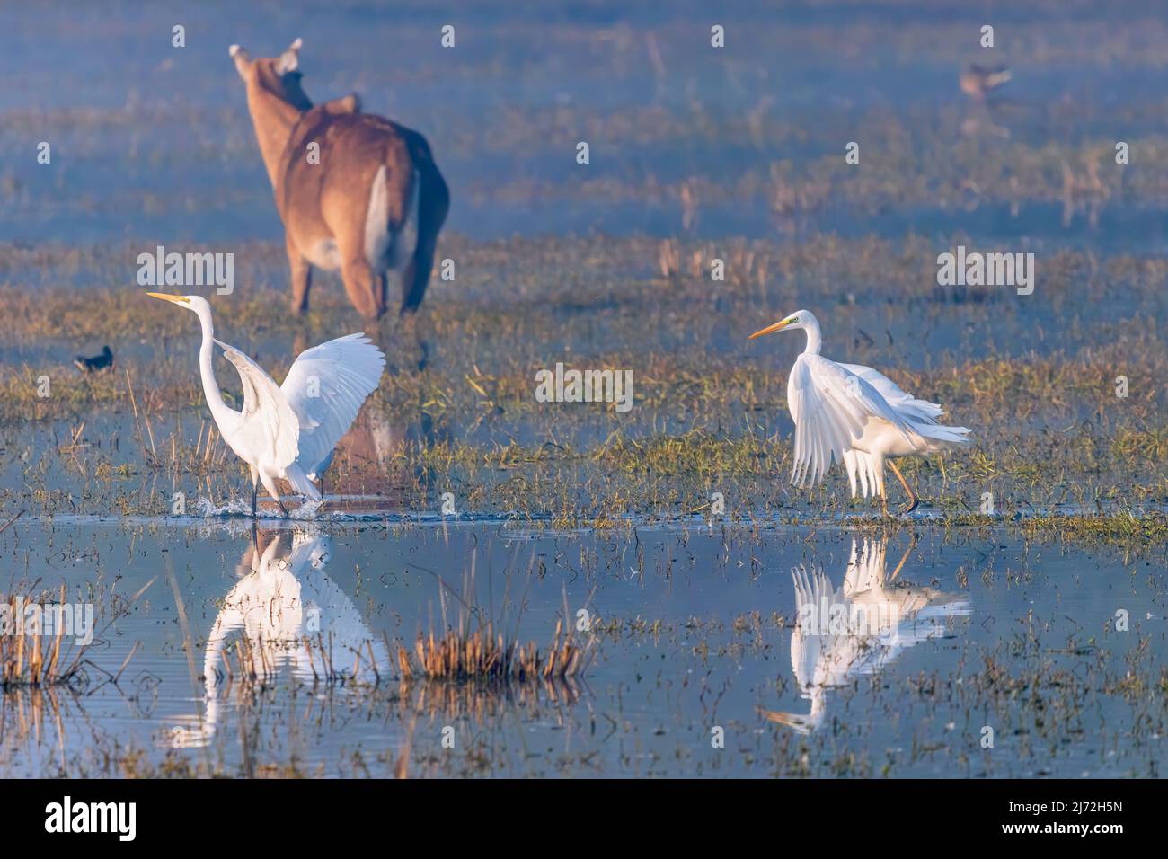 Pair great white egret hi-res stock photography and images - Alamy