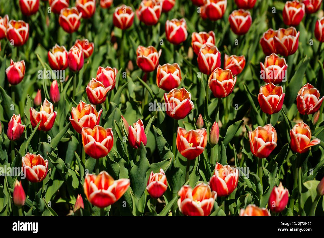 Spring floral background. The symbol of the Netherlands. tulips in the ...
