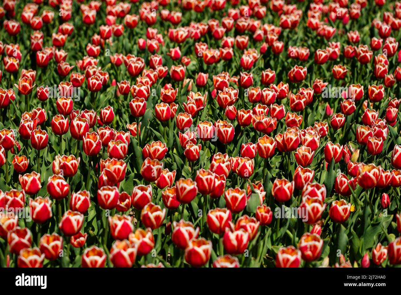 Spring floral background. The symbol of the Netherlands. tulips in the ...