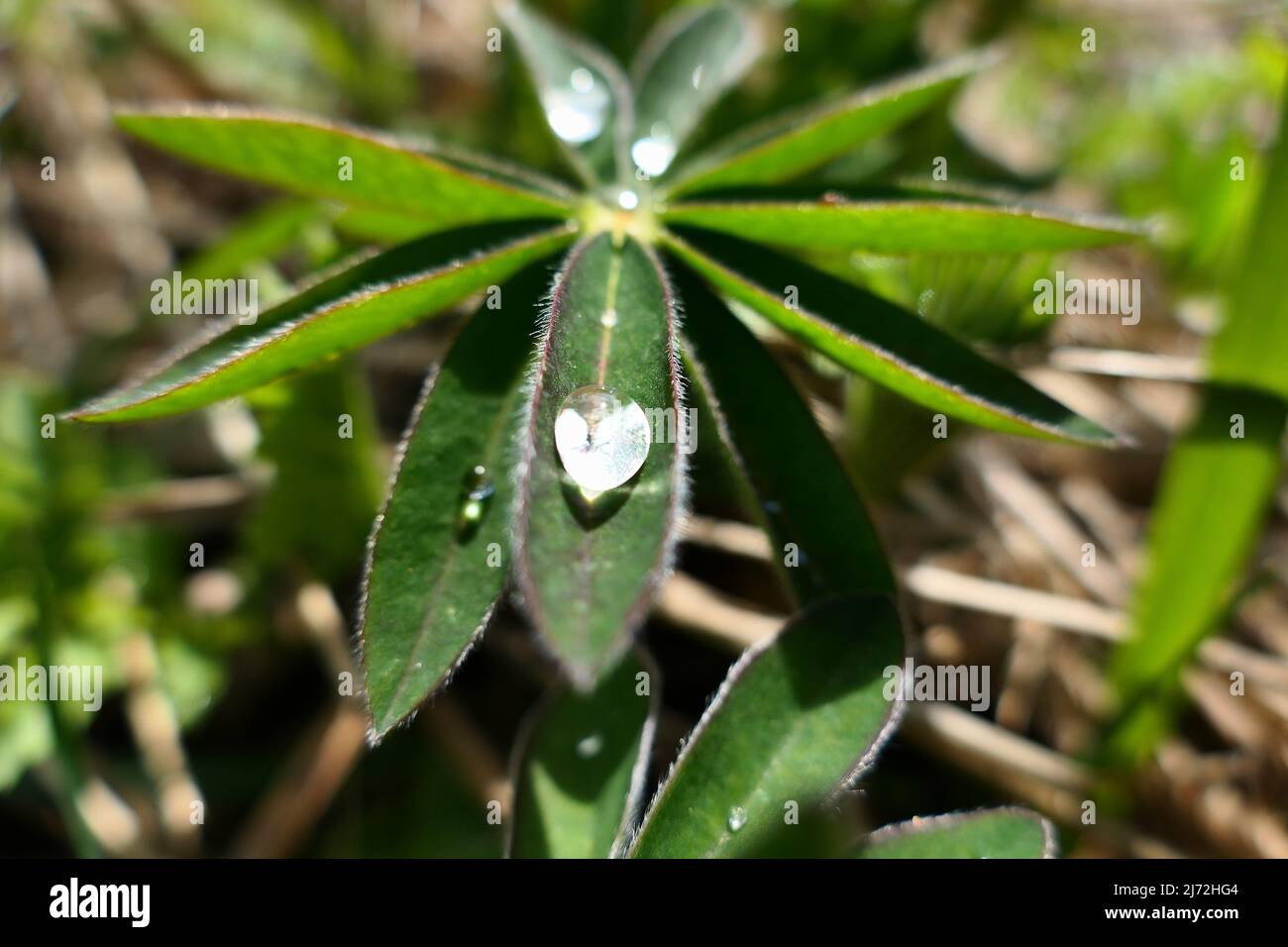 Botany photography hi-res stock photography and images - Alamy