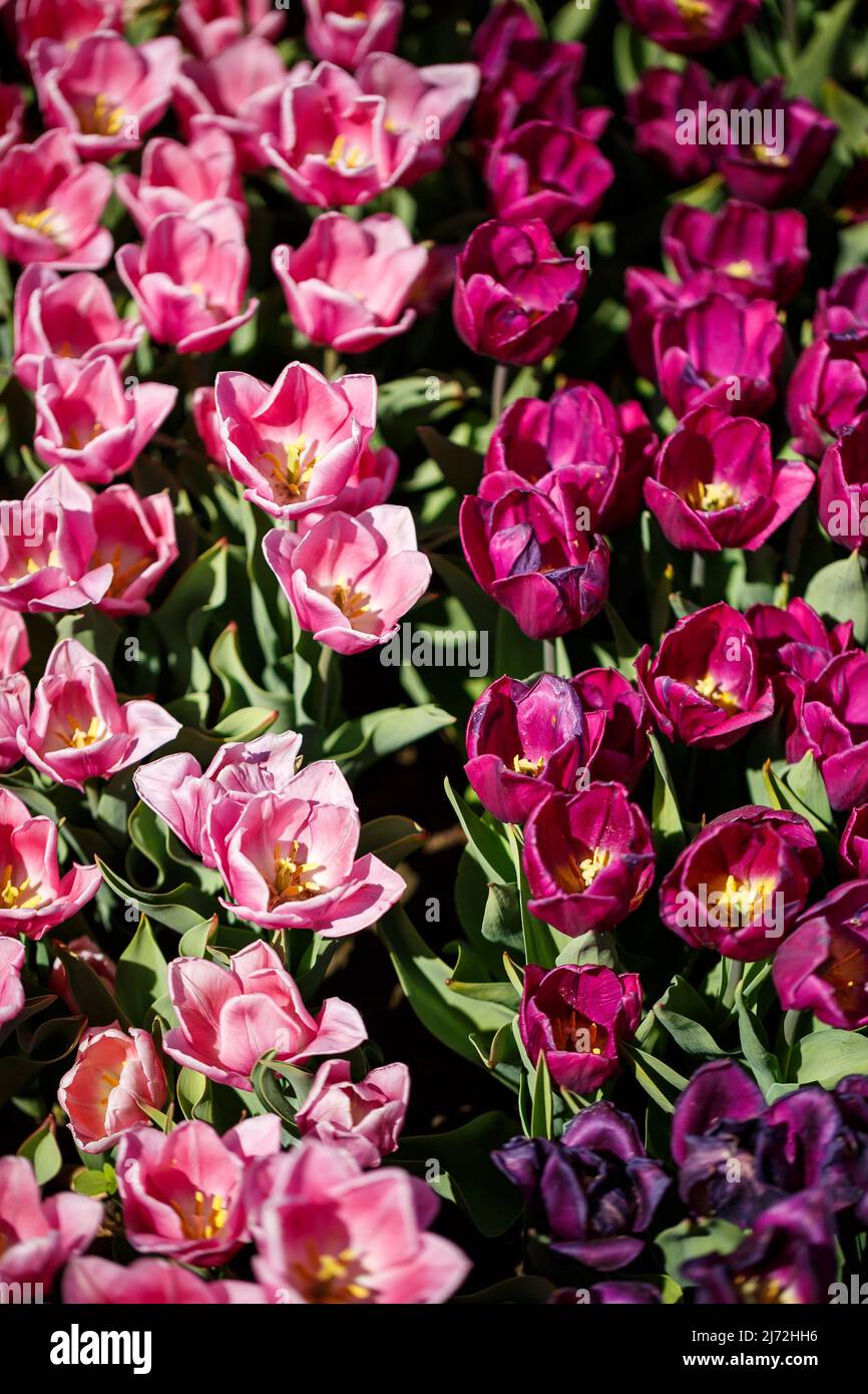 Spring floral background. The symbol of the Netherlands. tulips in the ...