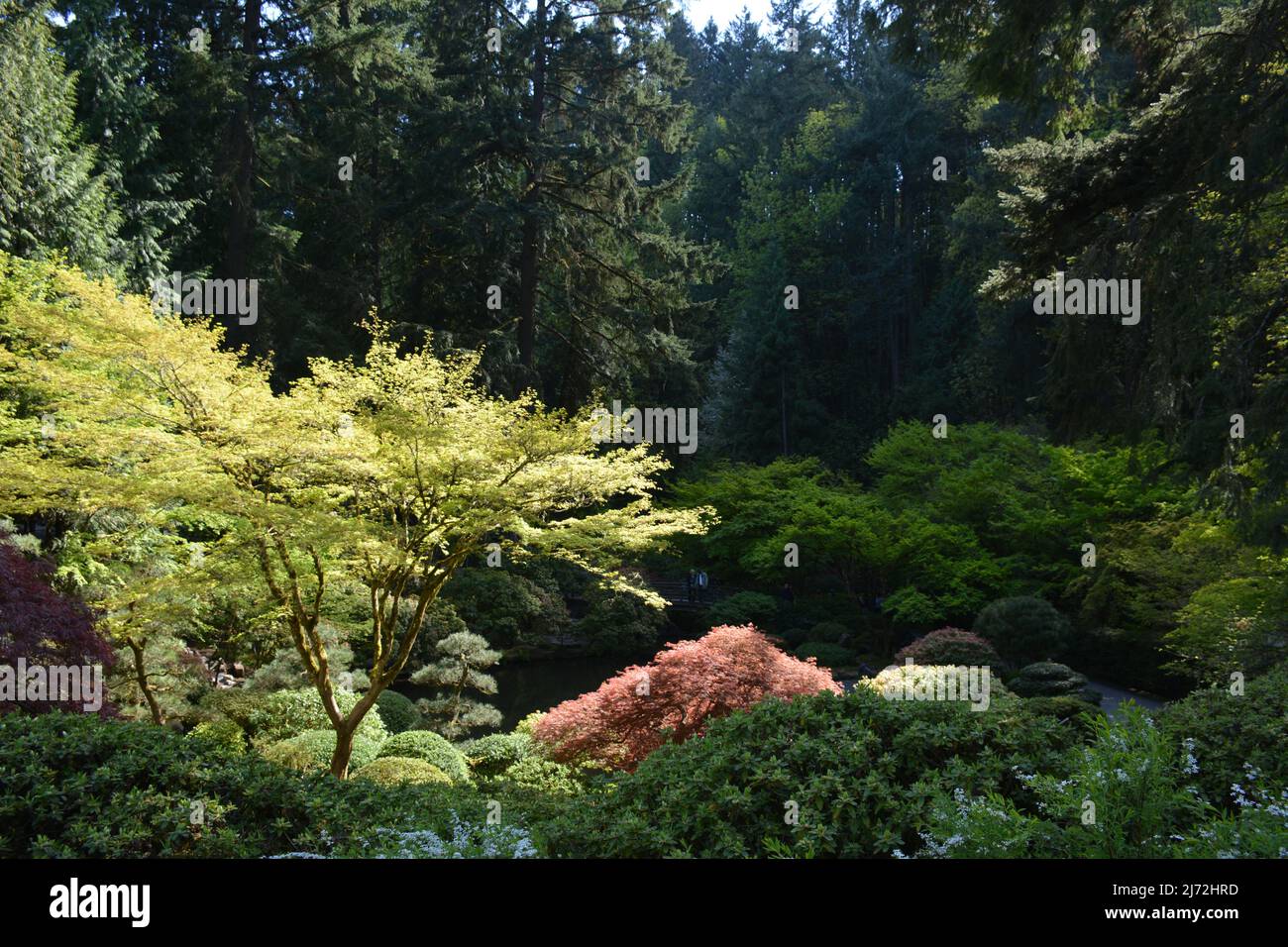Landscape with sunlight and shade in the Portland Japanese Garden in ...