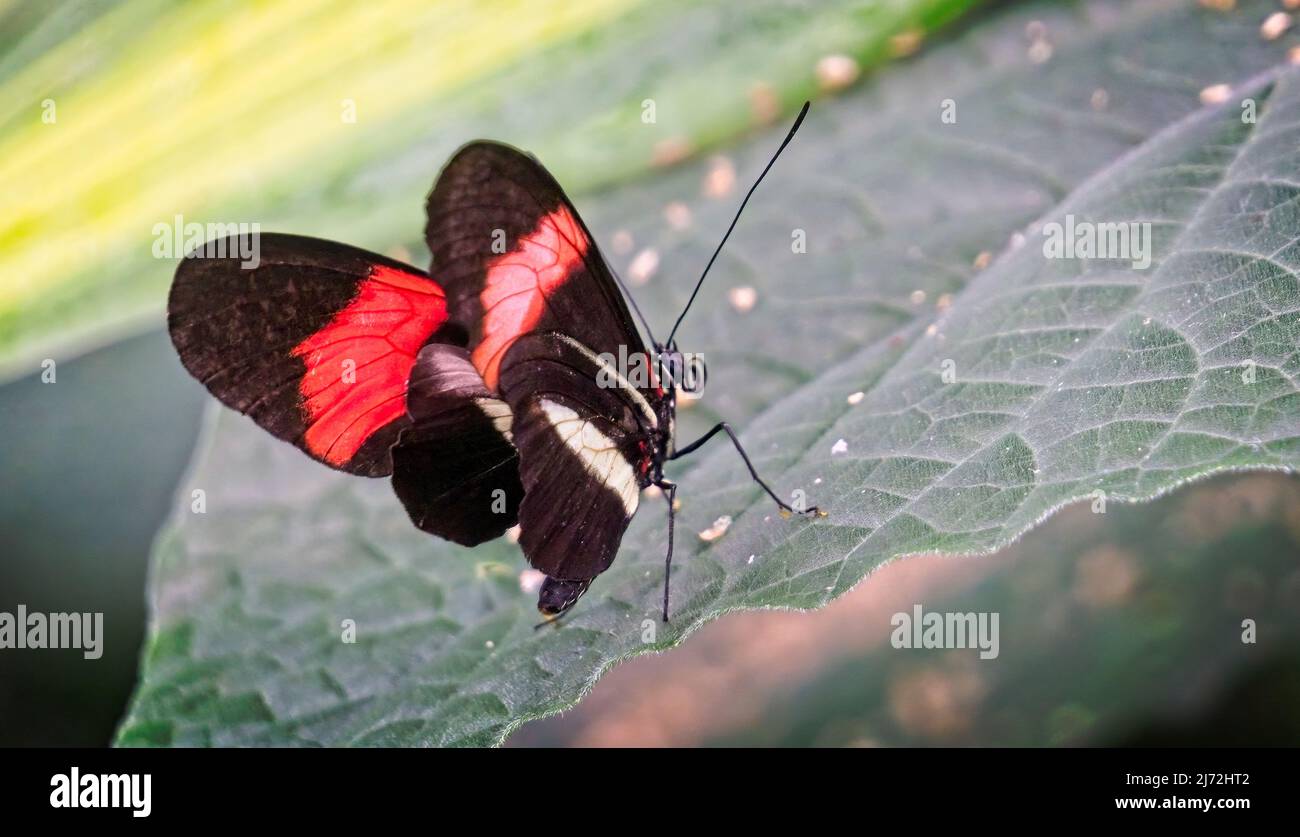 Postman Butterfly Calgary Zoo Alberta Stock Photo - Alamy