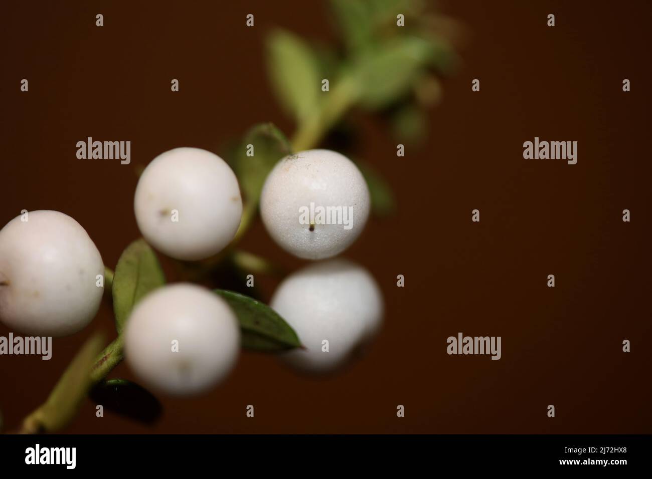 White round Gaultheria fruits close up botanical background family ...