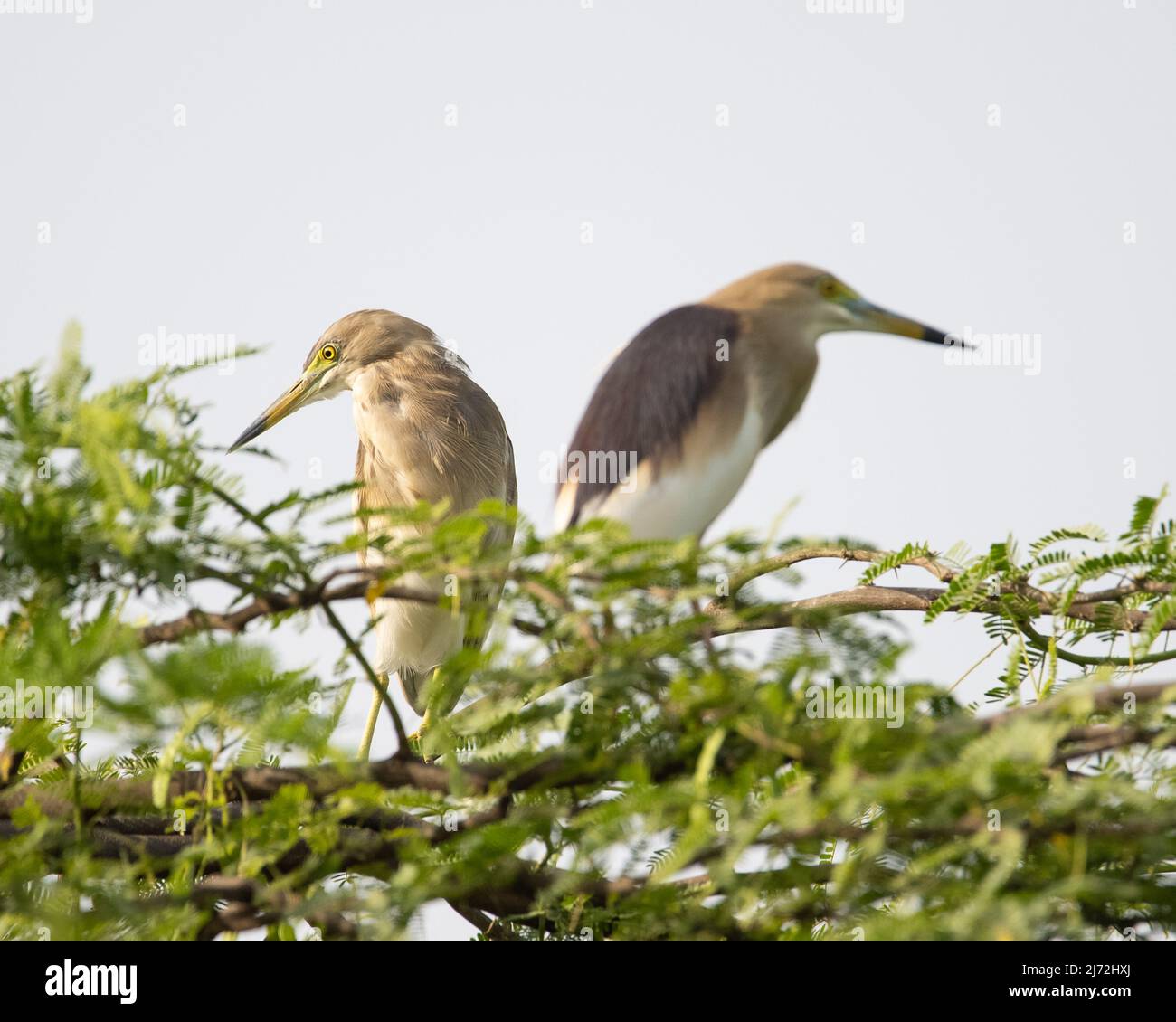 Indian Pond Heron, beautiful bird in its natural environment Stock ...