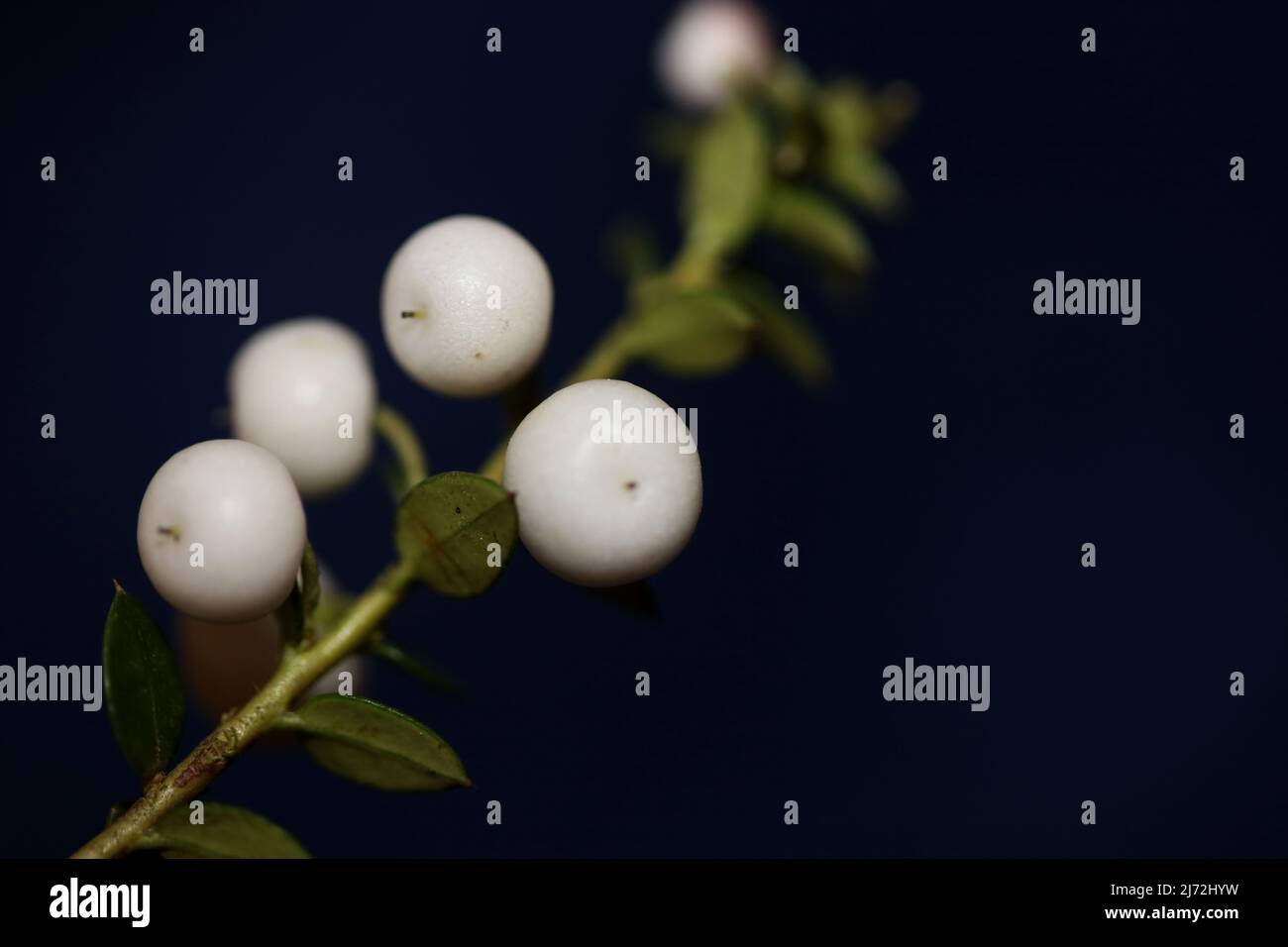 White round Gaultheria fruits close up botanical background family ...