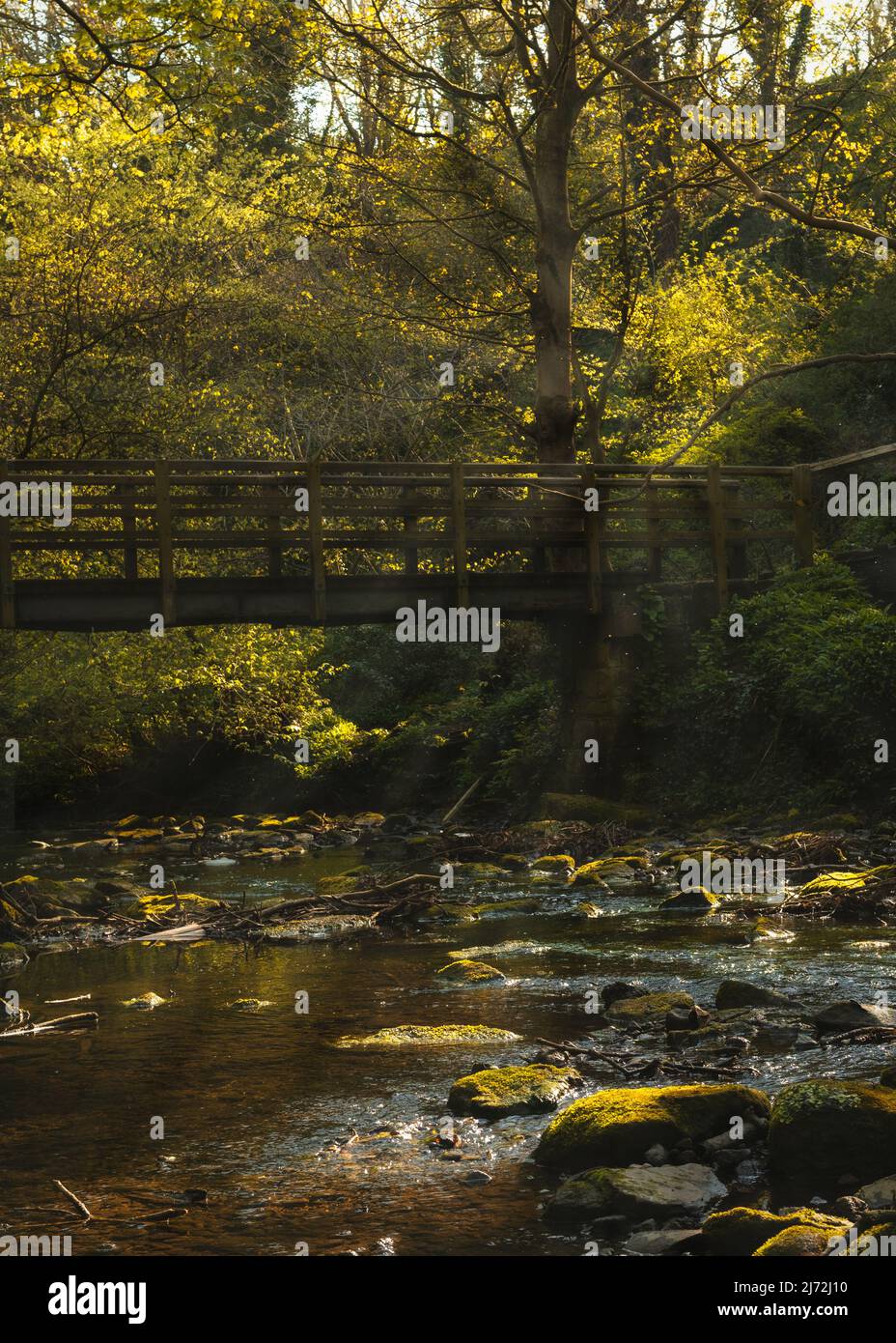 Morning light shining through the woodland across the small wooden ...
