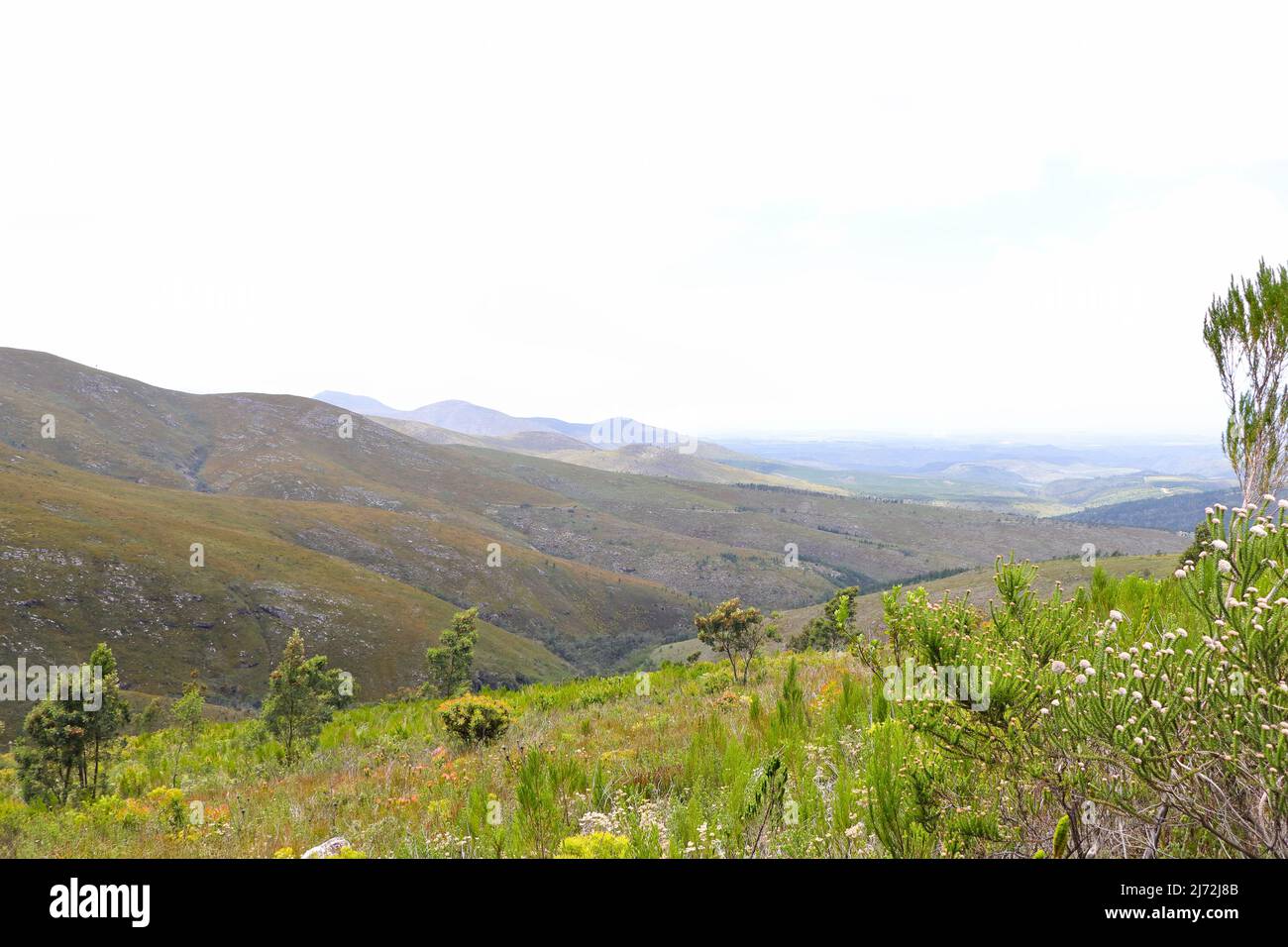Natural Fynbos Landscape Of The Robinson Pass Valley Stock Photo - Alamy