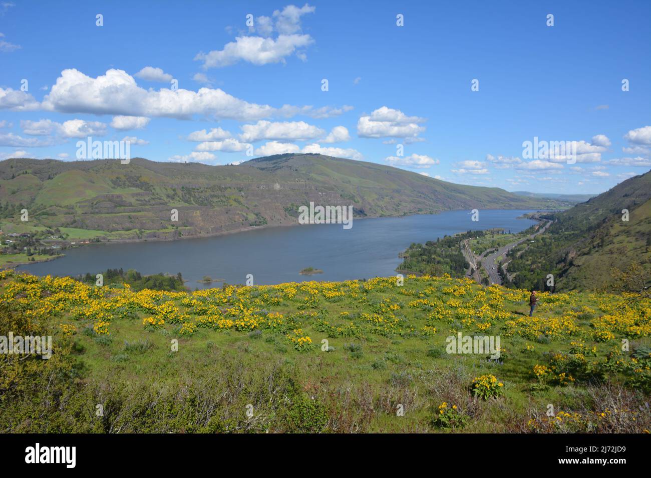 View of yellow balsamroot ('Oregon sunflowers') and part of the ...