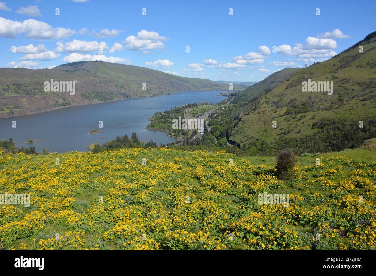 View of yellow balsamroot ('Oregon sunflowers') and part of the ...