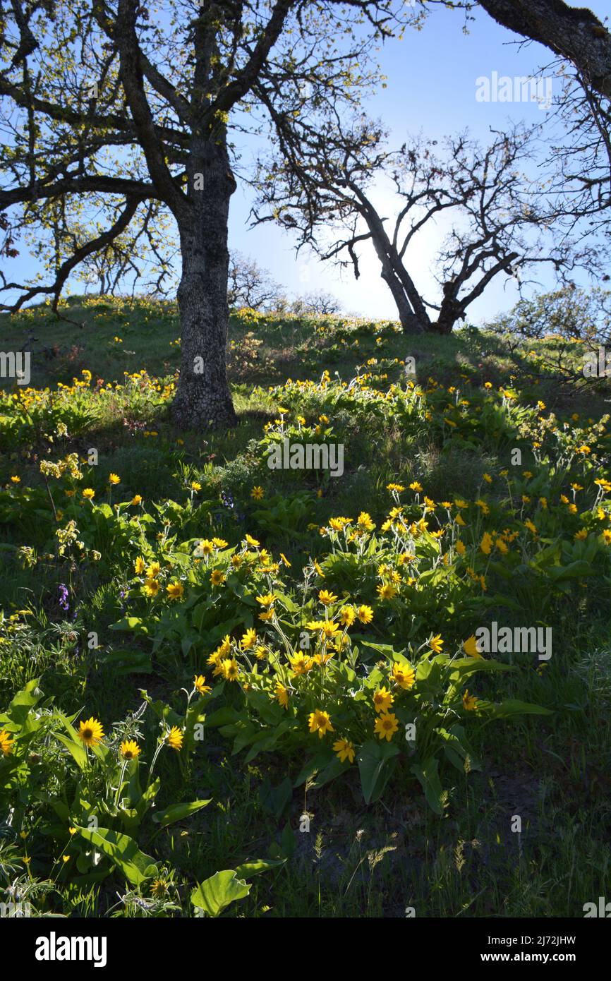Spring hiking with wildflowers including balsamroot (Oregon sunflowers ...
