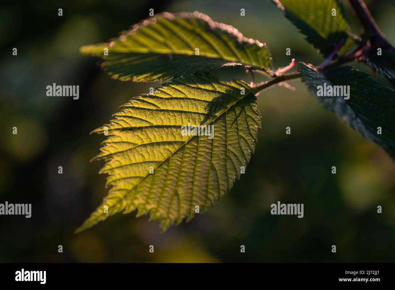 Fresh yellow-green spring leaves flutter in the wind one evening ...