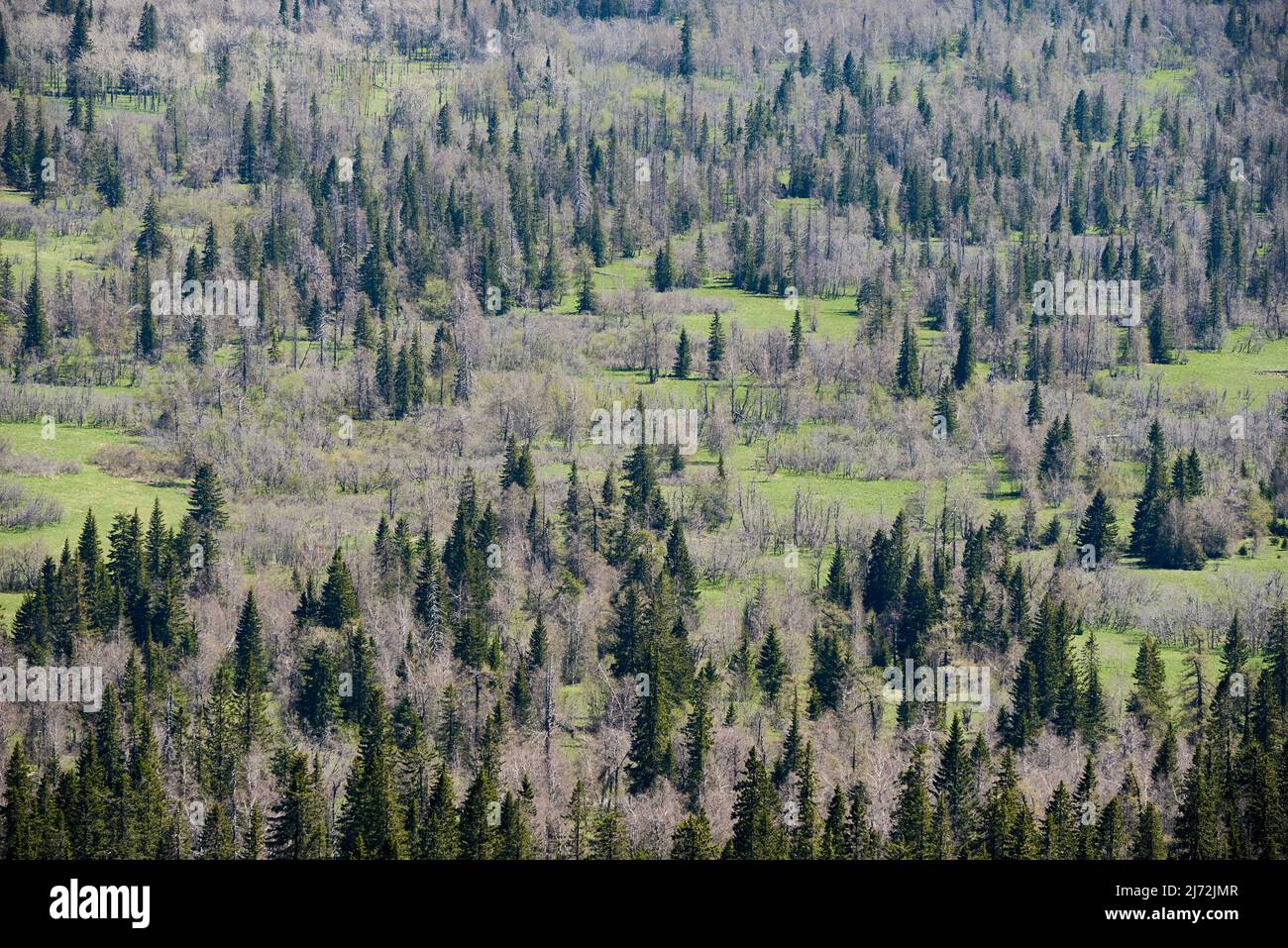 Aerial view of mixed woodland with pines and birches in national park ...