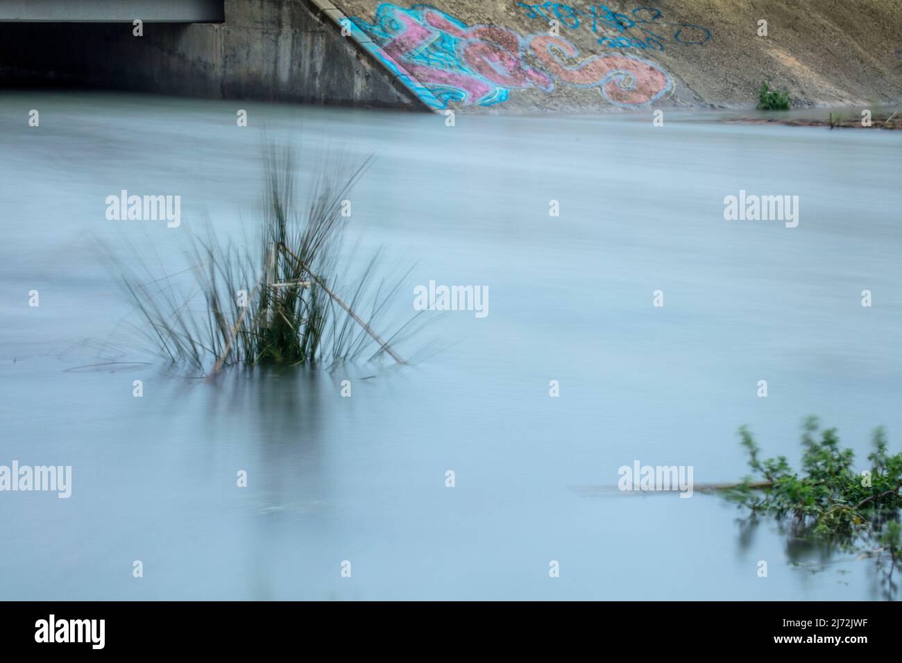 Long exposure art nature photograph, reeds standing proud in the ...