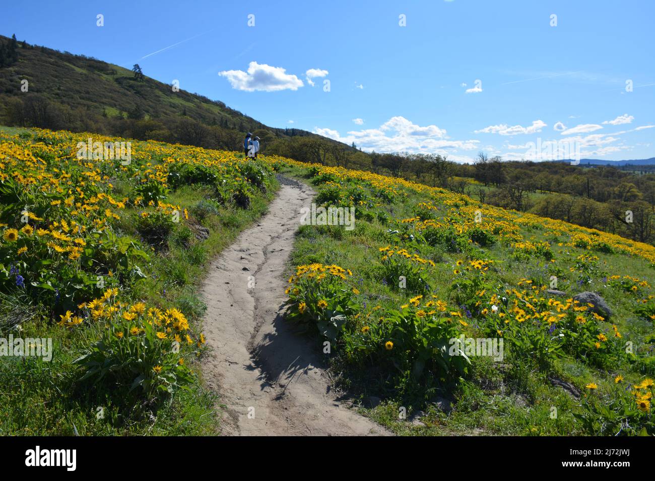 Two hikers on a trail with wildflowers including yellow balsamroot ...