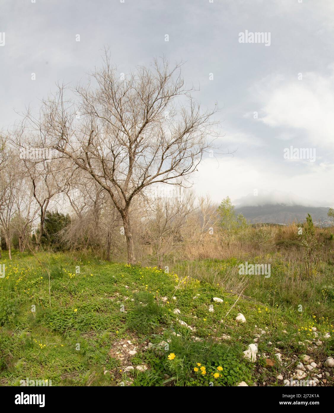Simple pleasure: landscape with trees under bright sunshine with space ...