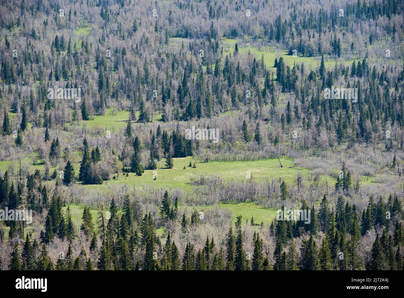 Mixed forest pines birches aerial hi-res stock photography and images ...