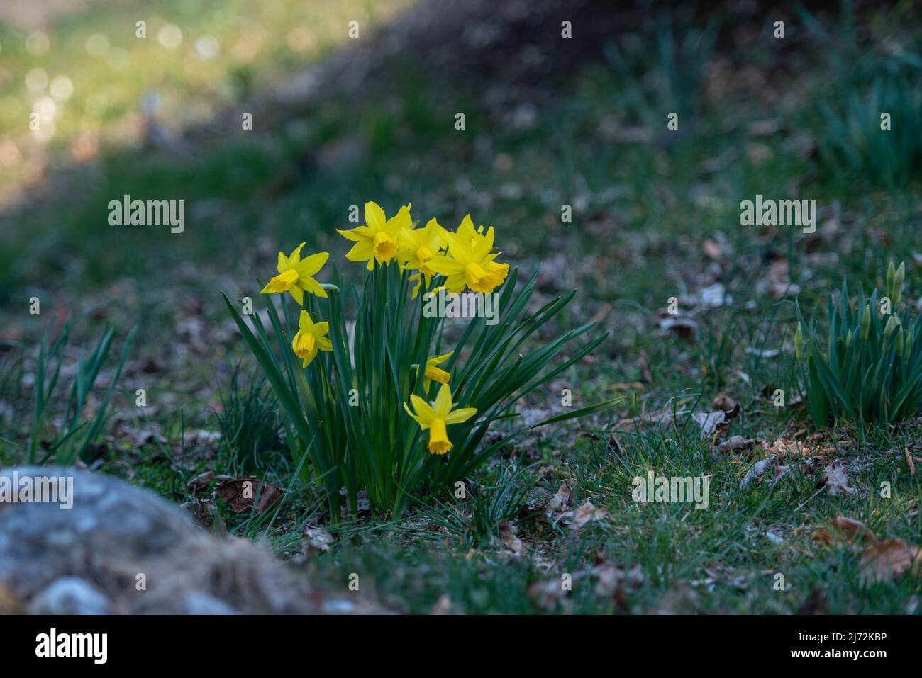 Narcissus is part of the Amaryllidaceae family and is a genus of plants ...