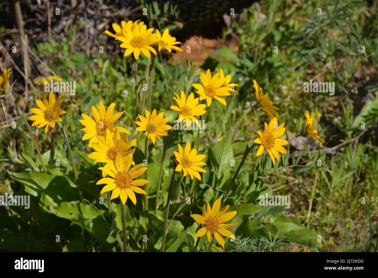A close-up detail shot of yellow flowering balsamroot (Oregon ...