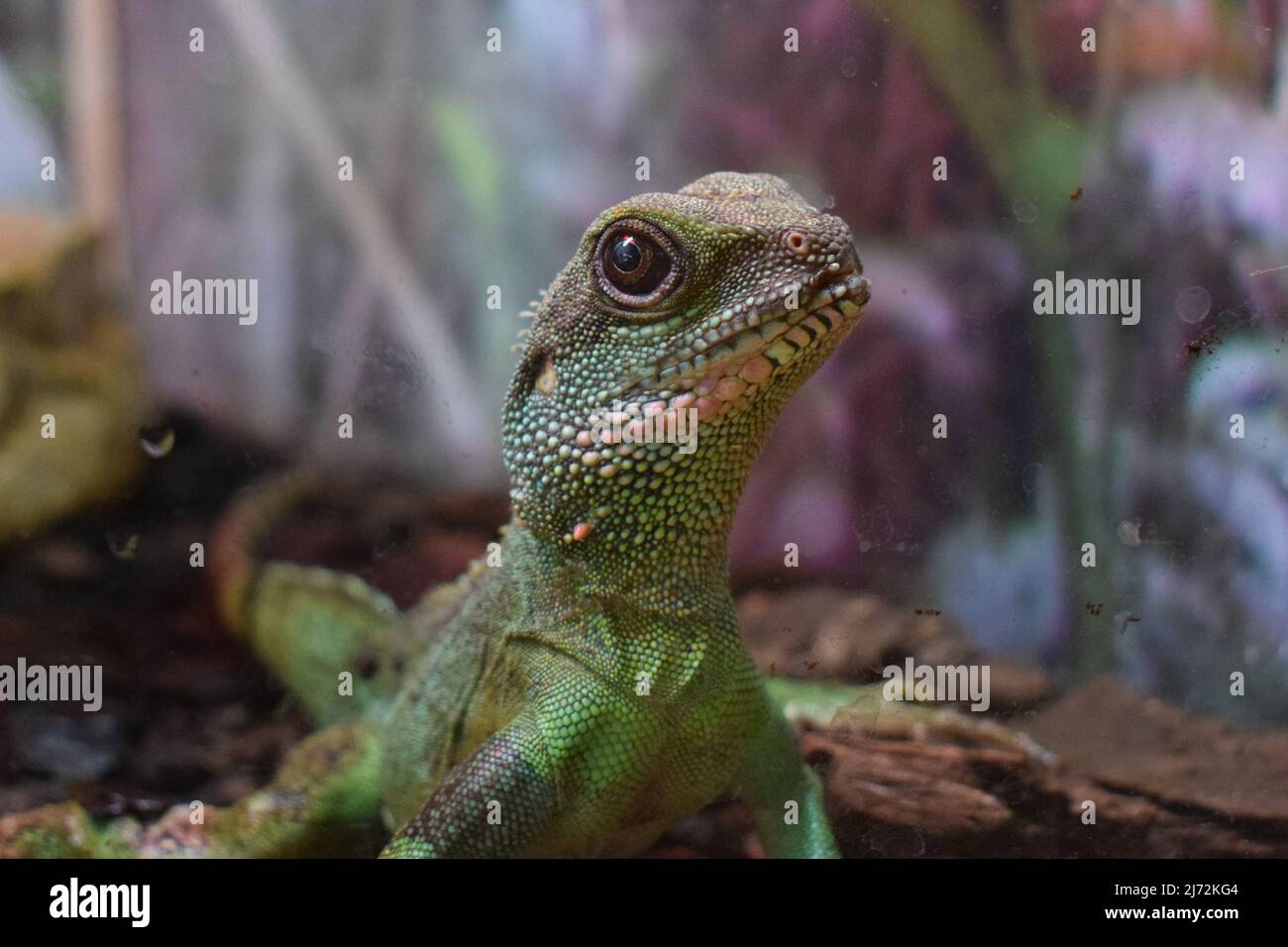 Asian water dragon stands alone, shedding skin on the back. It is a ...