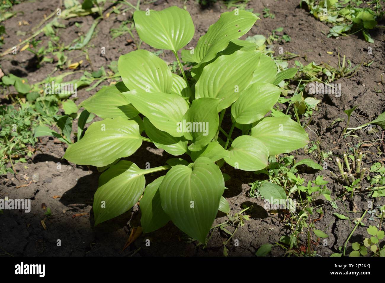 Green bush Hosta. Hosta leaves. Nature background image. Beautiful ...