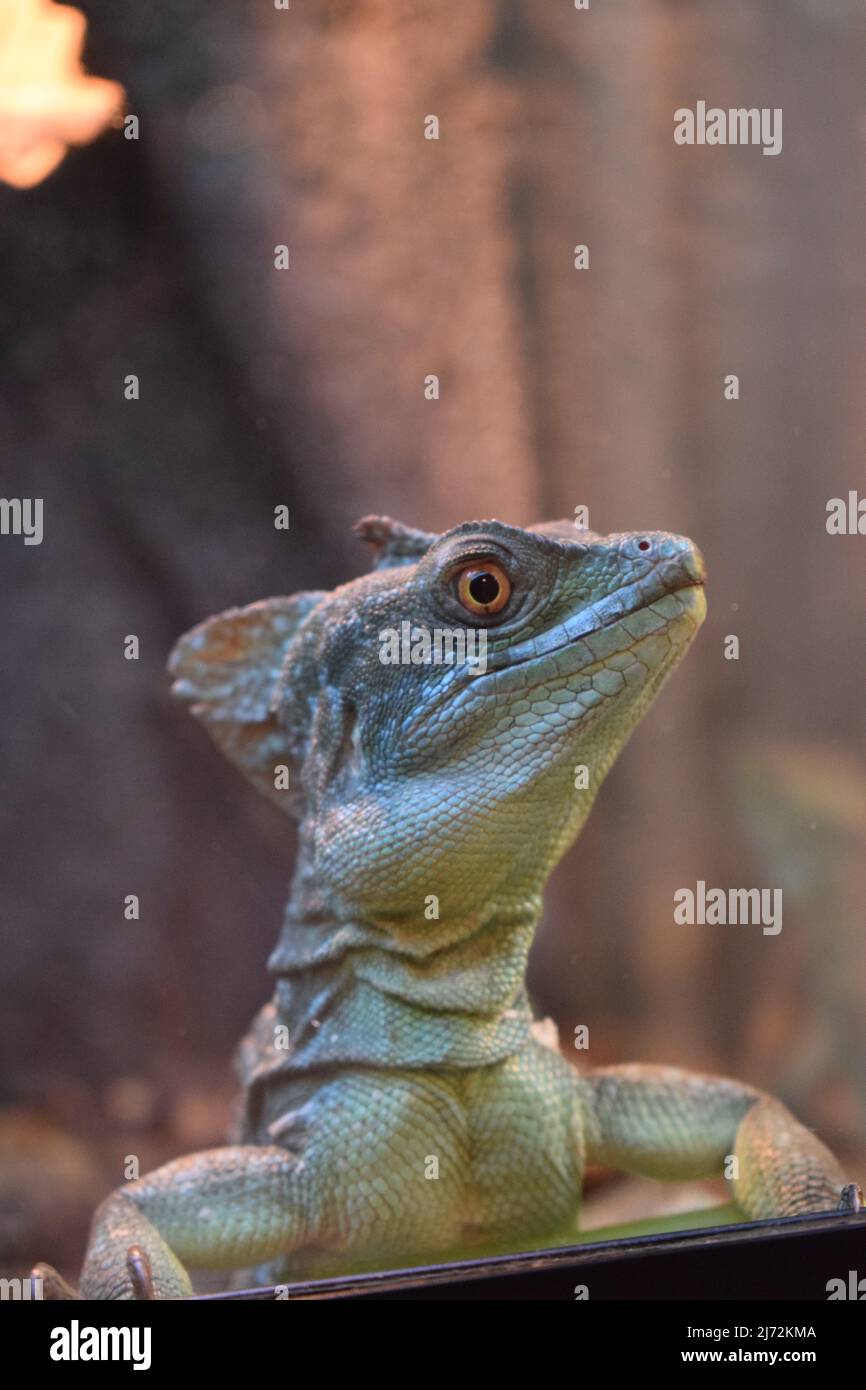 The plumed basilisk (Basiliscus plumifrons), also called commonly the ...