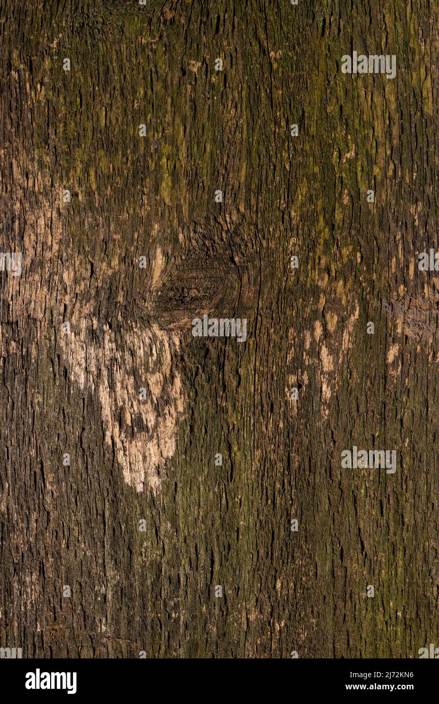 Brown wood background. Wooden plank of a tree trunk close-up with ...
