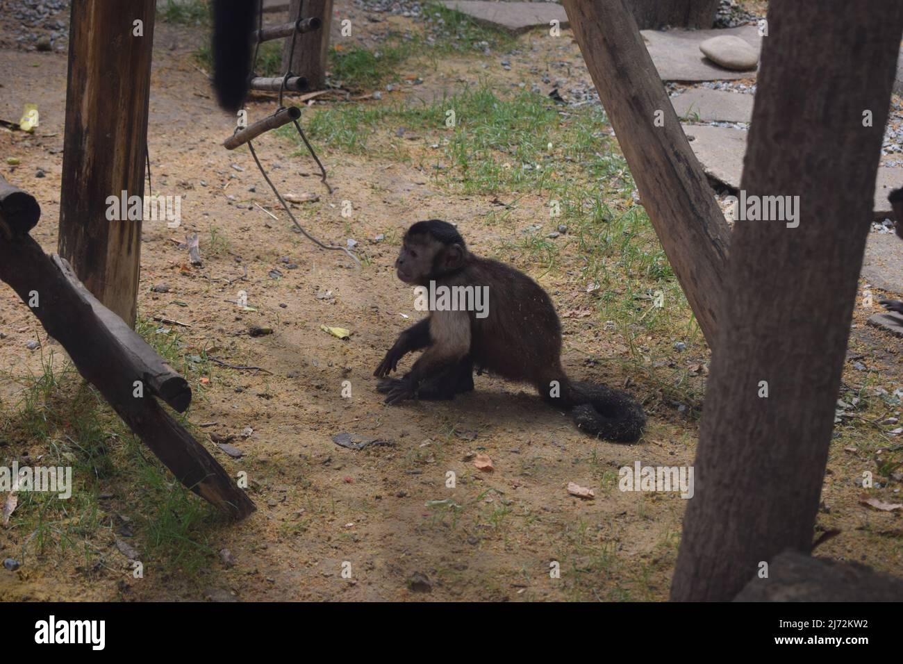 Little Capuchin Monkey. Young Sapajus apella capuchin monkey primate ...
