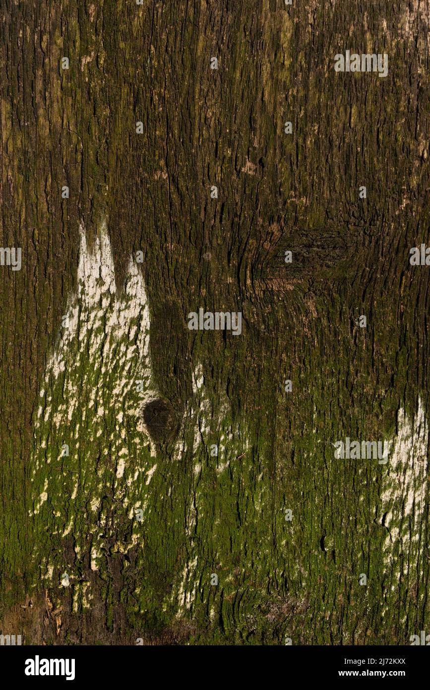 Brown wood background. Wooden plank of a tree trunk close-up with ...