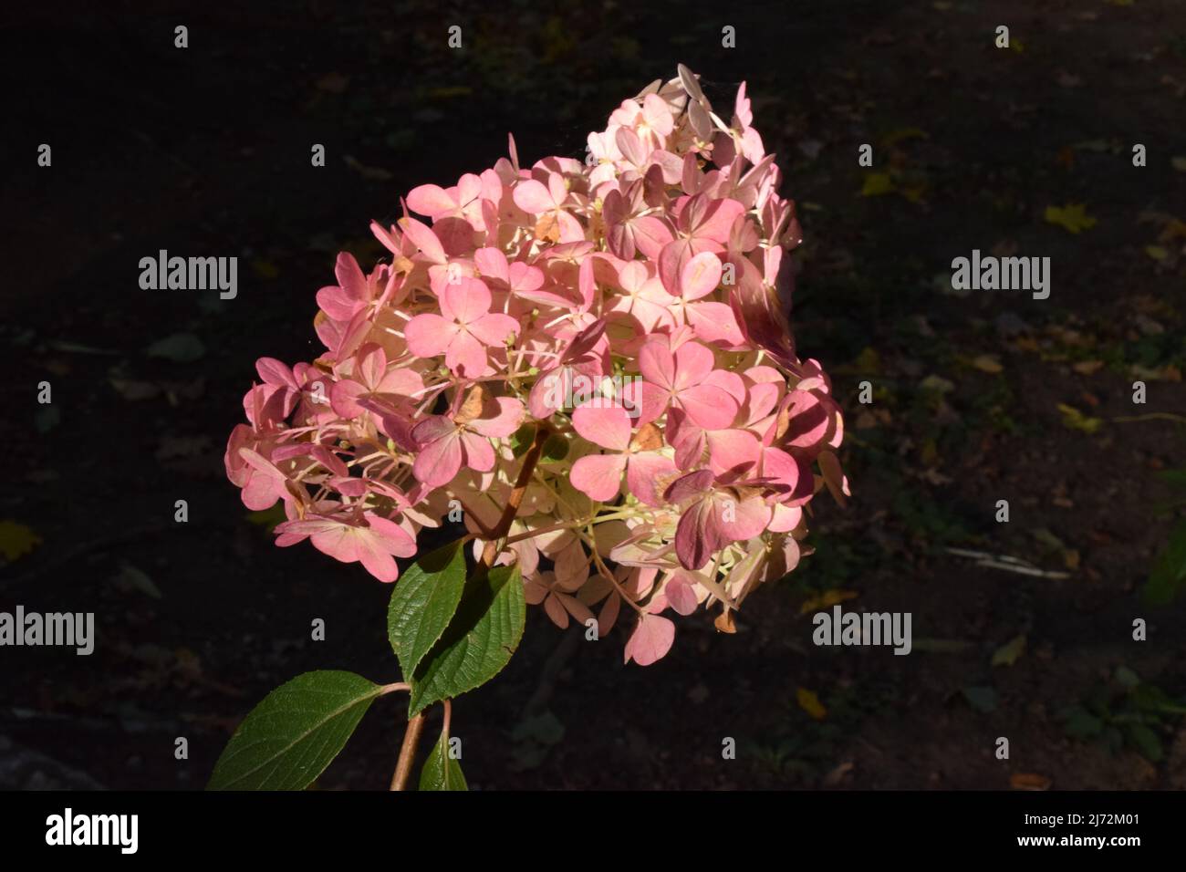 Blooming Hydrangea paniculata Grandiflora. Pink and white flowers of ...