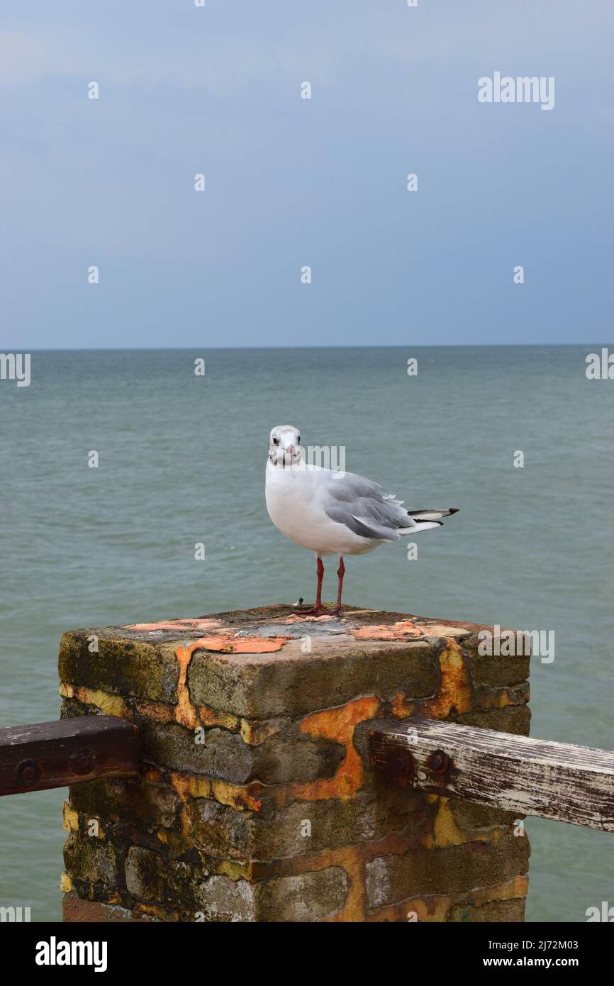 One seagull sits on a old sea pier. The European herring gull, Seagull ...