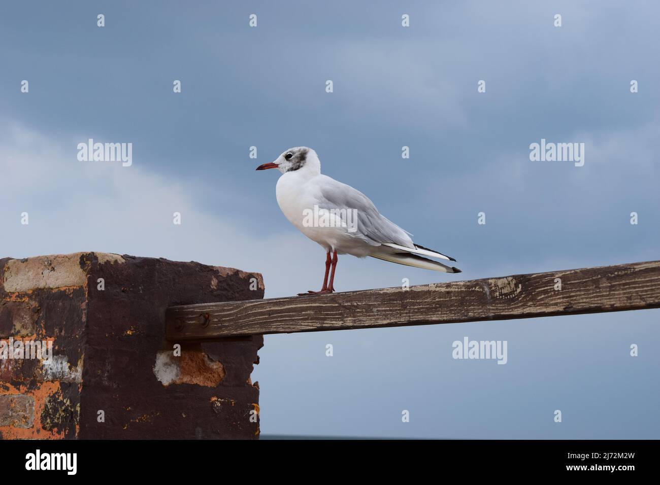 One seagull sits on a old sea pier. The European herring gull, Seagull ...