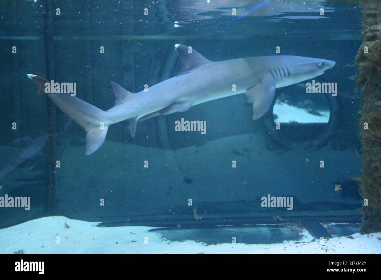 The reef shark (Triaenodon obesus) is the only species of reef sharks ...