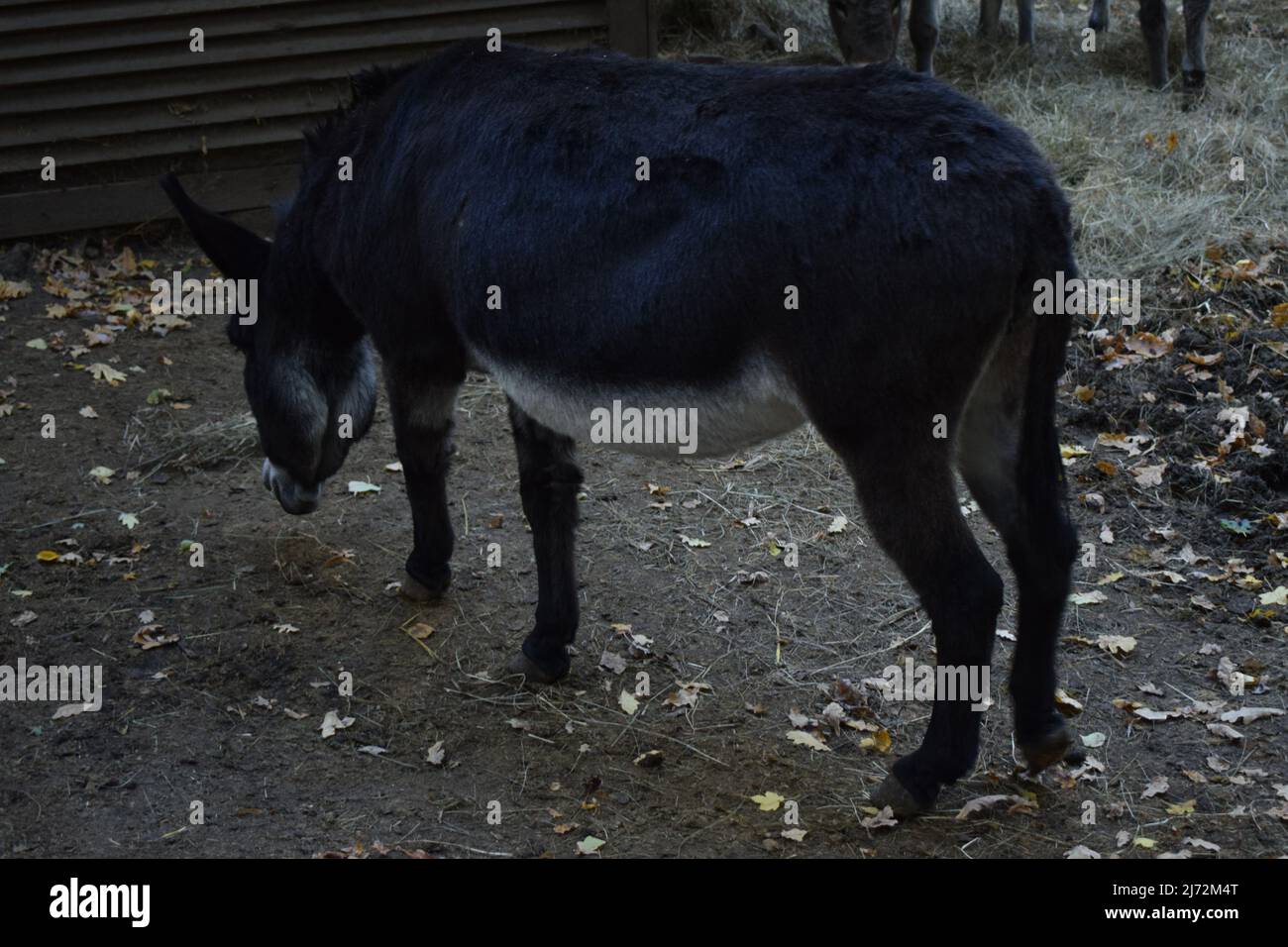 Curious Donkeys on a farm. Donkey pose for the camera Stock Photo - Alamy