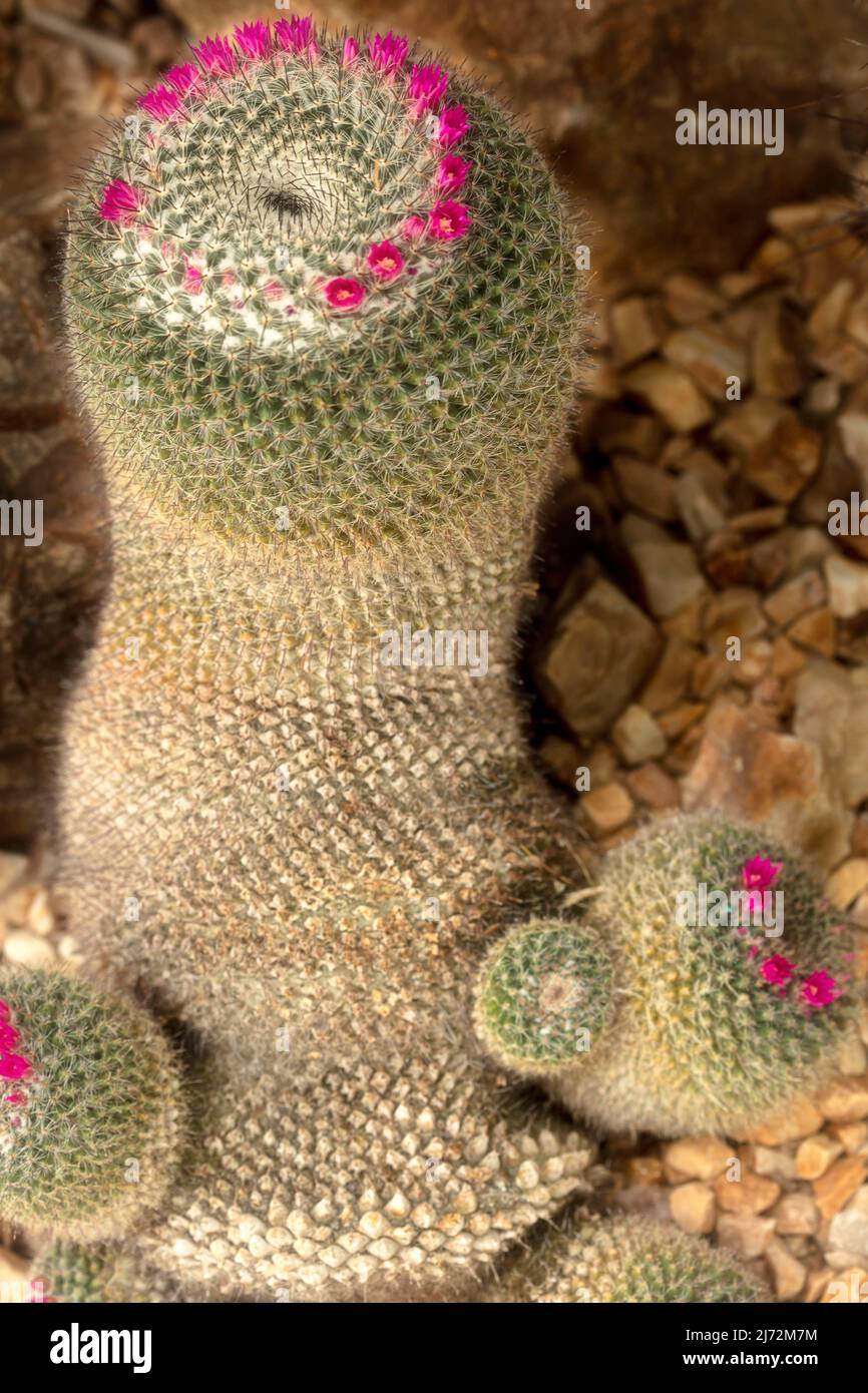 Upright Mammillaria Hahniana, old lady of Mexico, old lady pincushion ...