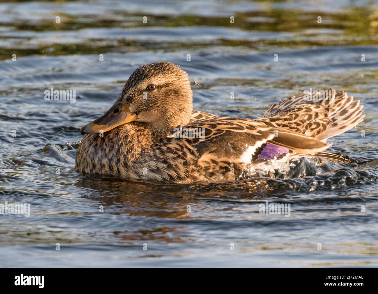 Female Mallard duck and a mosquito , having a splash about with water ...
