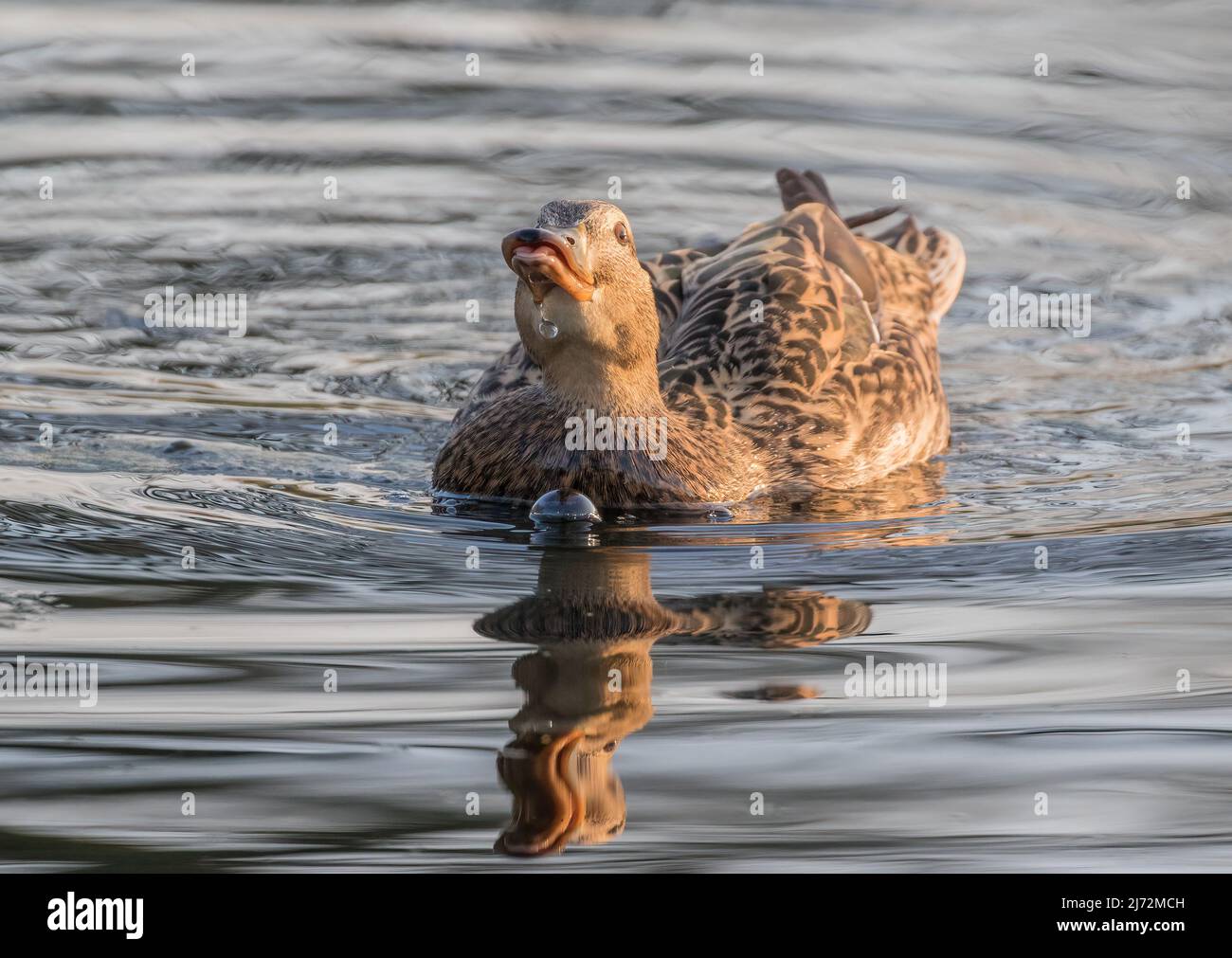 A comical shot of a female Mallard duck , drinking and blowing bubbles ...