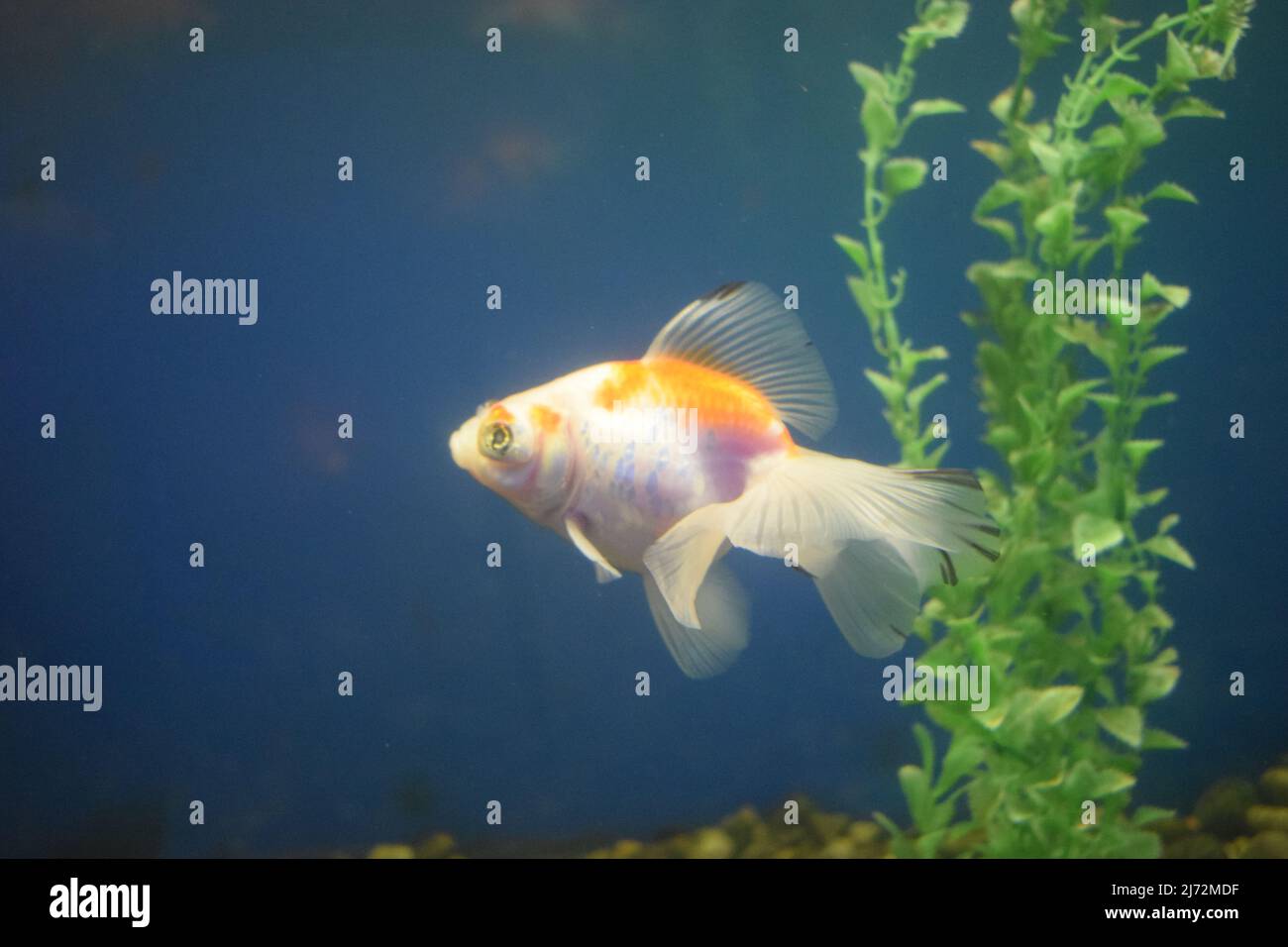 The goldfish on Chinese a sign brings a prosperity and good luck ...