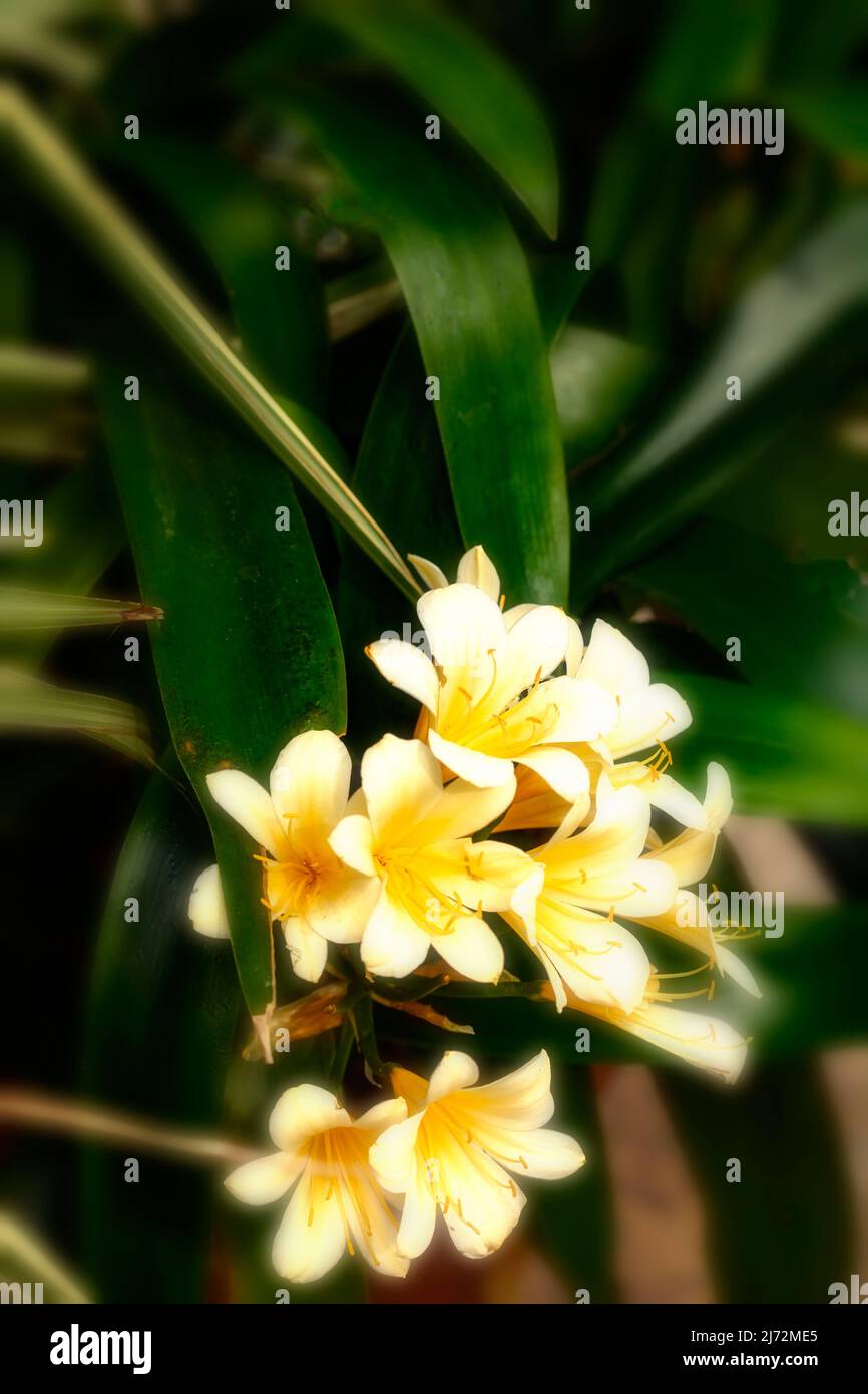 Clivia miniata bodnant yellow hi-res stock photography and images - Alamy
