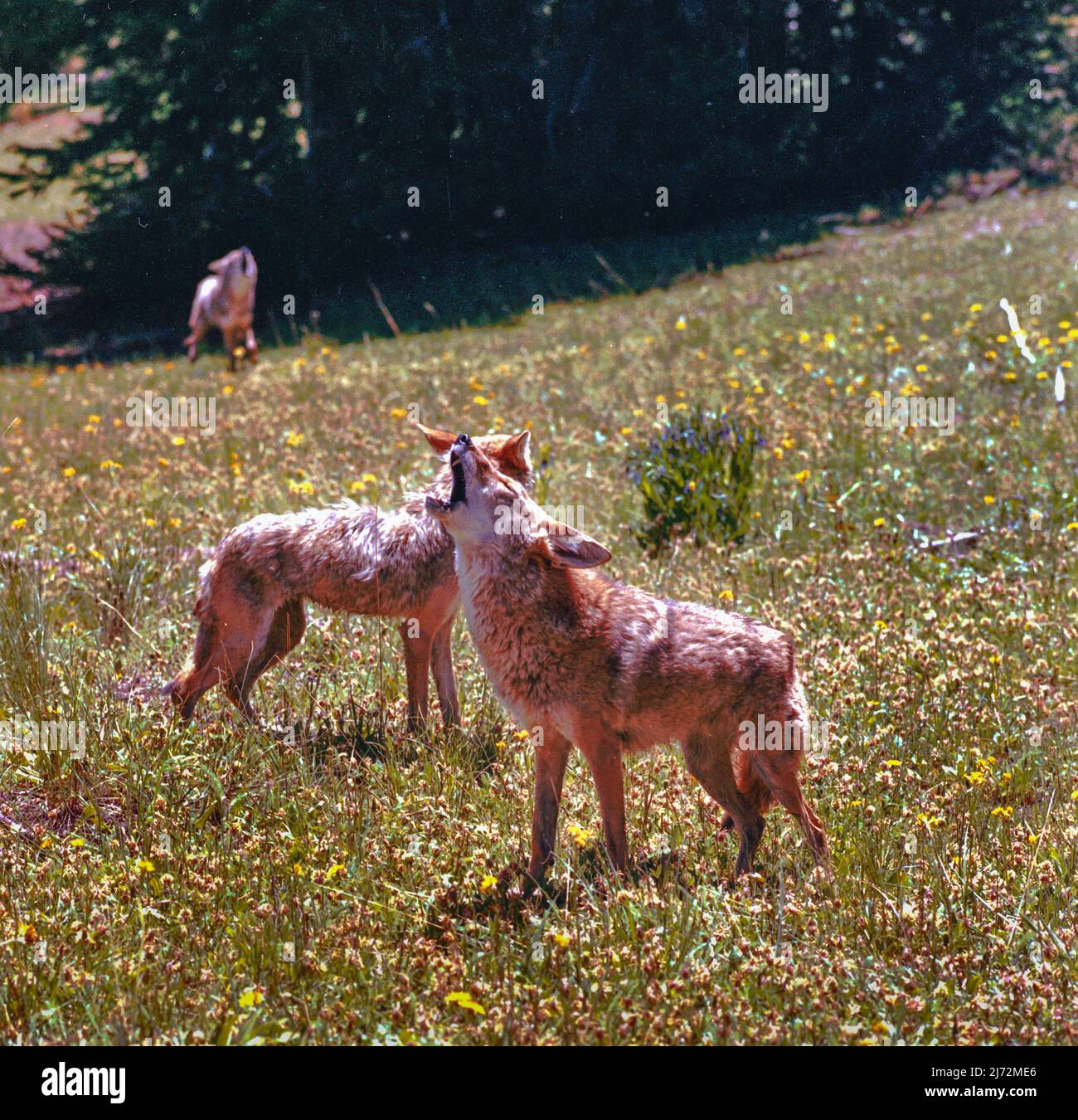 Pack of howling Coyotes in Northern Utah Stock Photo - Alamy