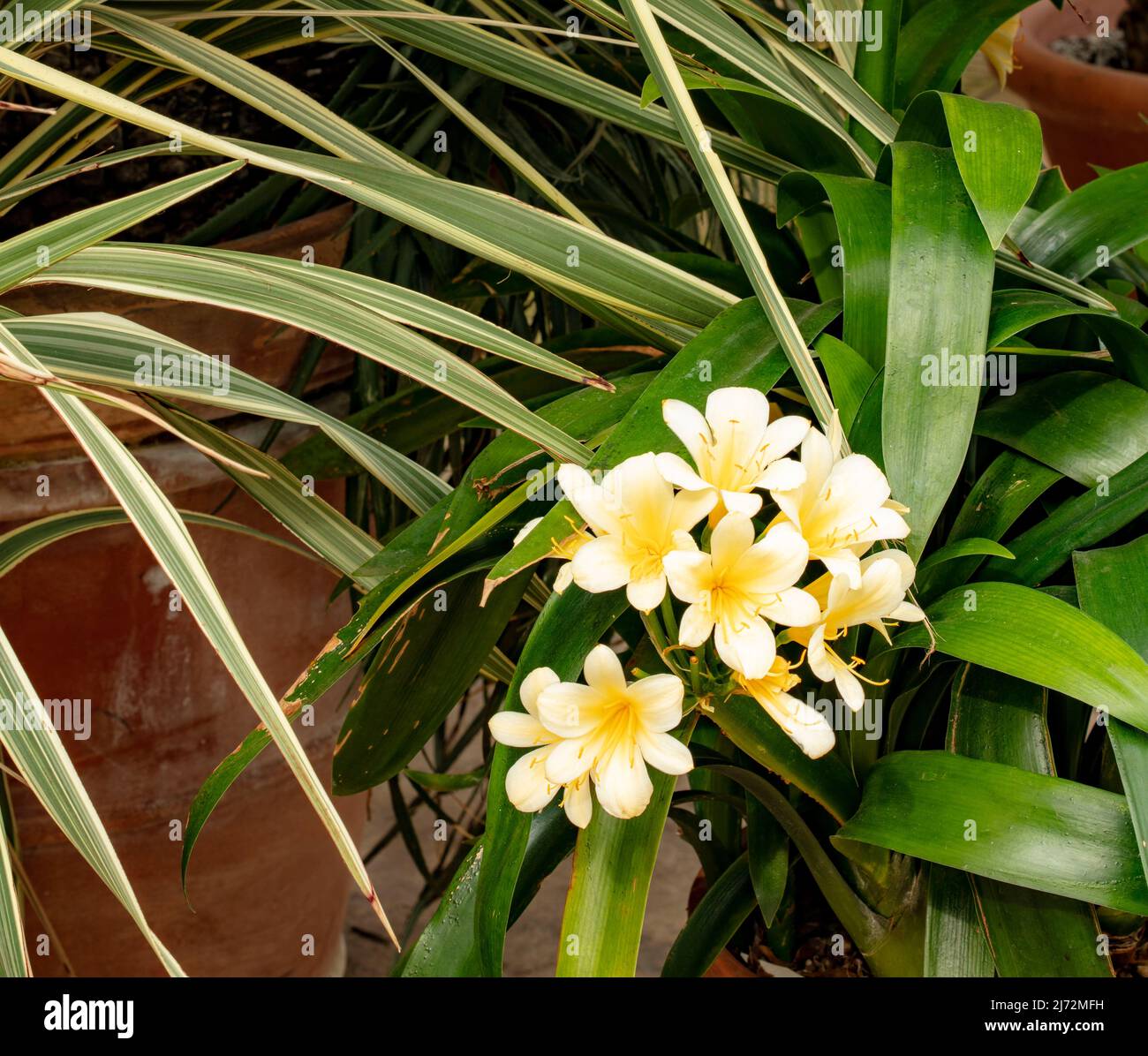 Close-up natural flower portrait of delicate Clivia 'Bodnant Yellow ...