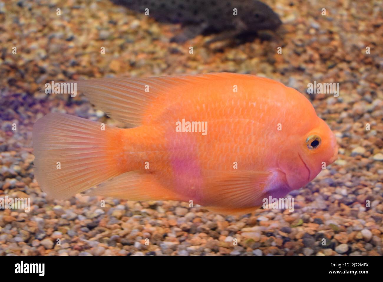 Beautiful bright orange red parrot cichlid in an aquarium Stock Photo ...