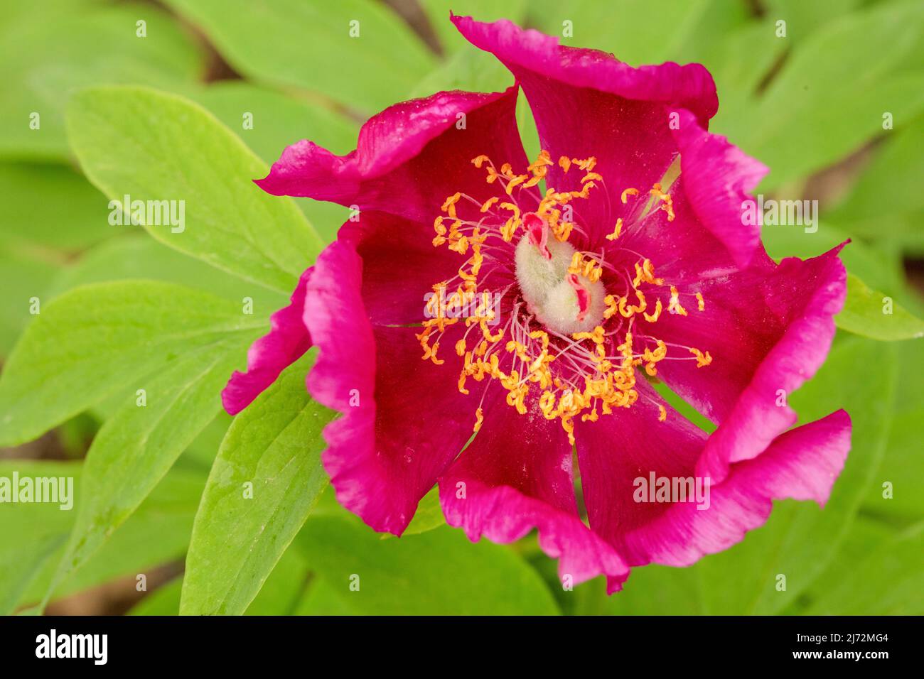 Macro natural flower portrait of Paeonia Officinalis subsp. Microcarpa ...