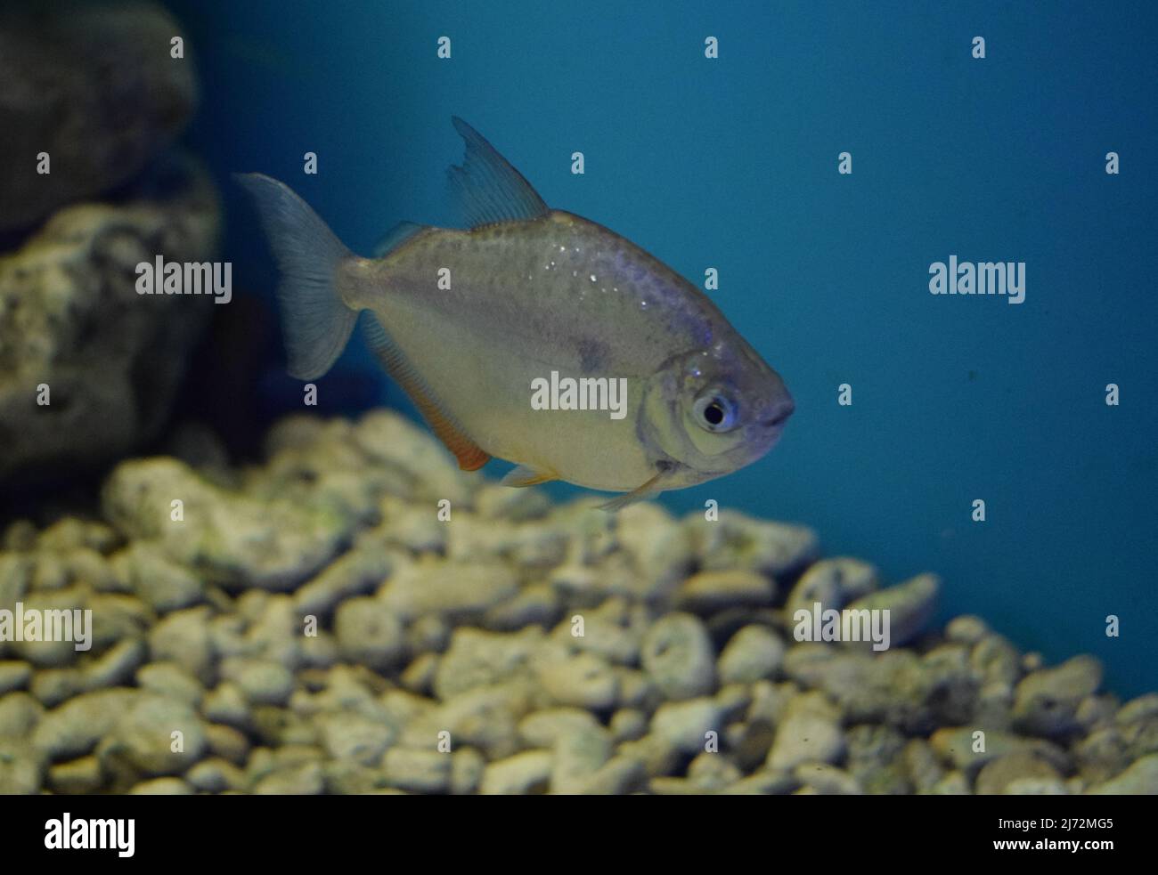 Game gamitana hi-res stock photography and images - Alamy