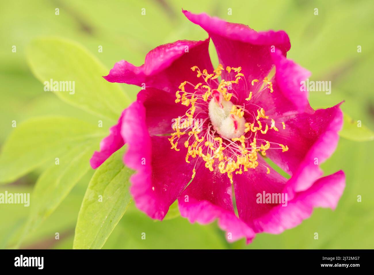 Budding anatomy hi-res stock photography and images - Alamy