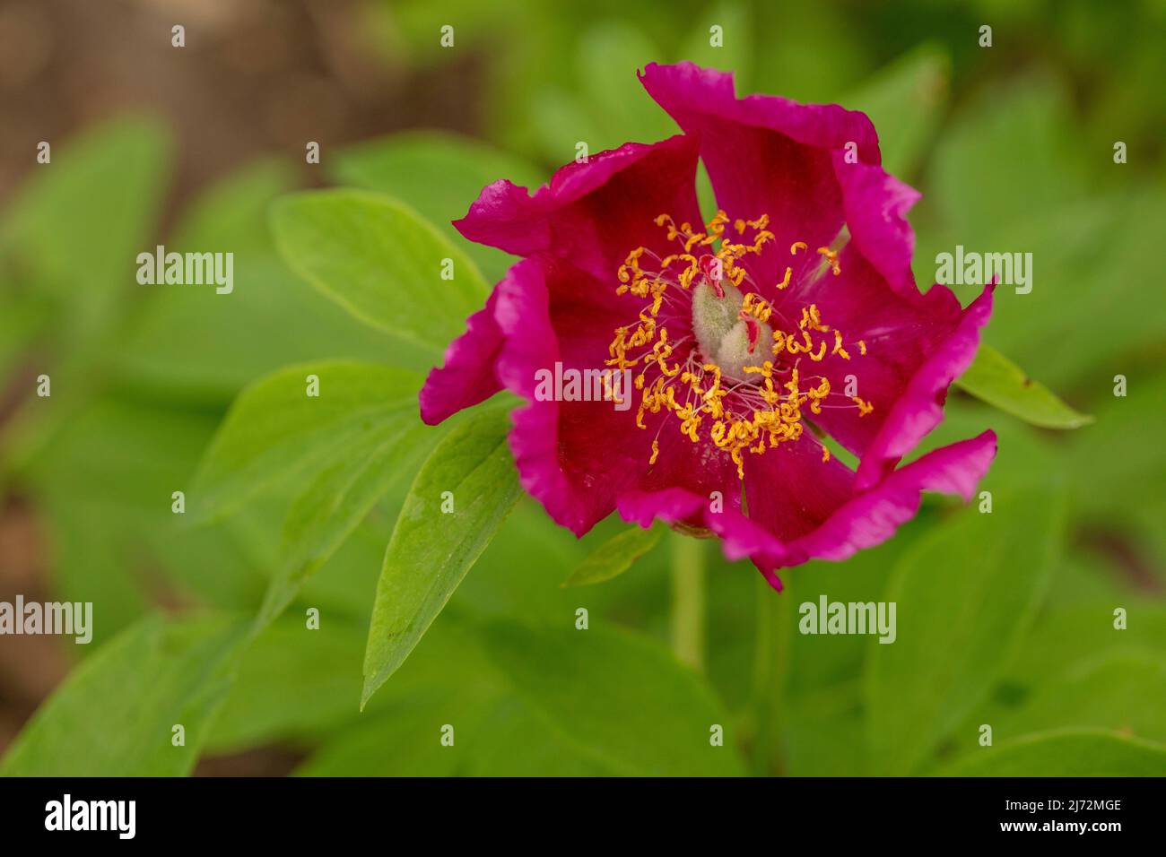 Budding anatomy hi-res stock photography and images - Alamy