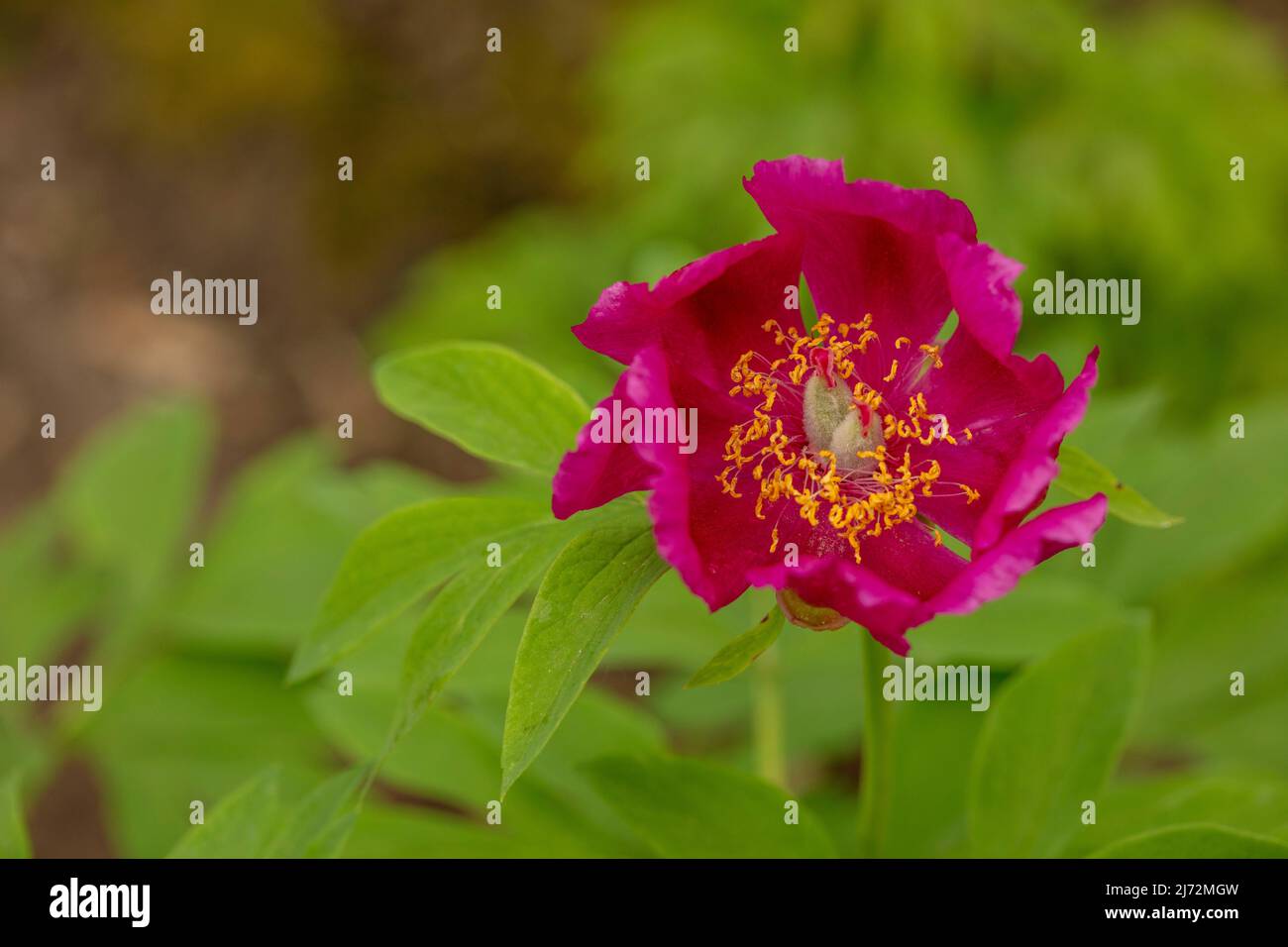 Budding anatomy hi-res stock photography and images - Alamy